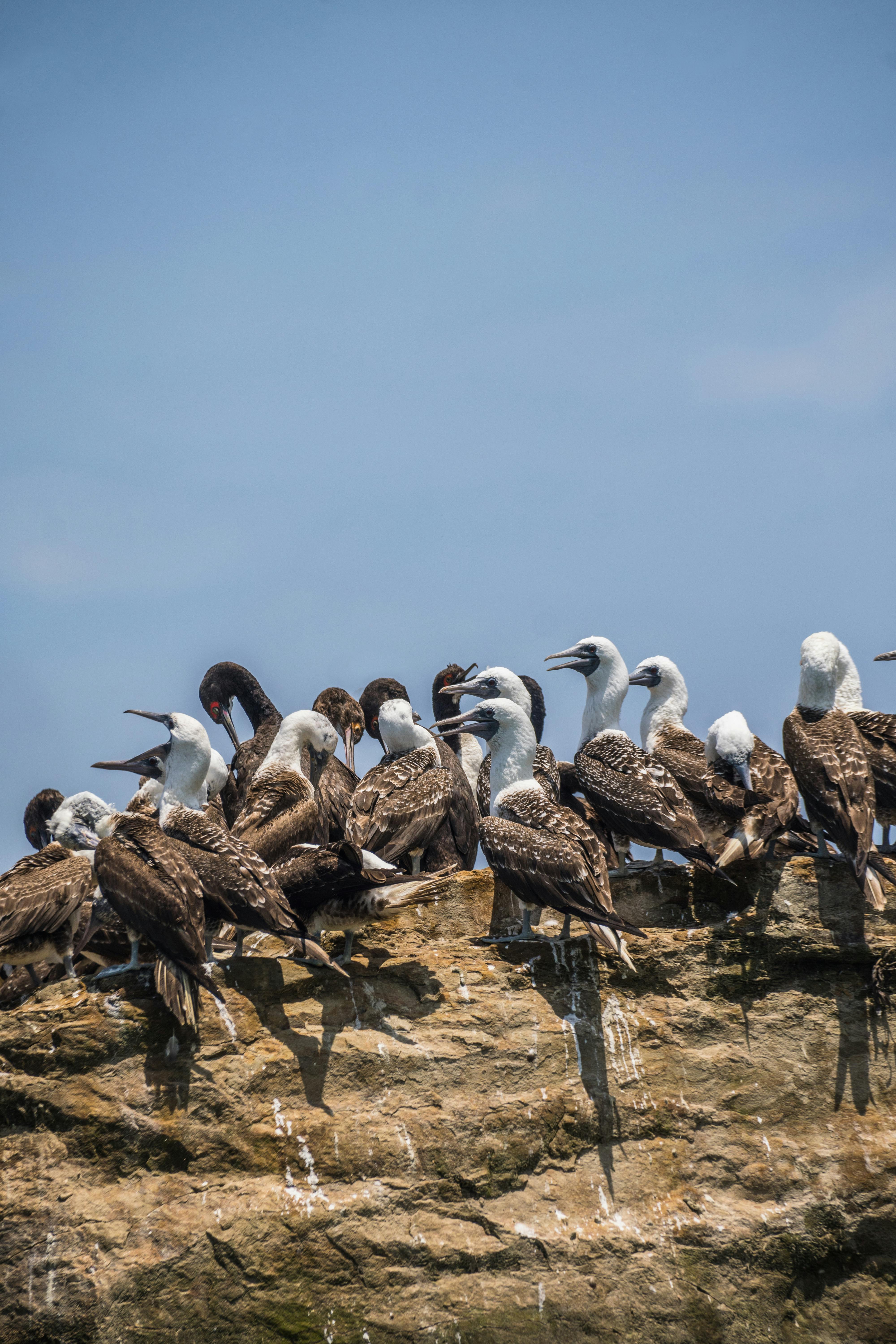 Sula Variegata Photos, Download The BEST Free Sula Variegata Stock ...