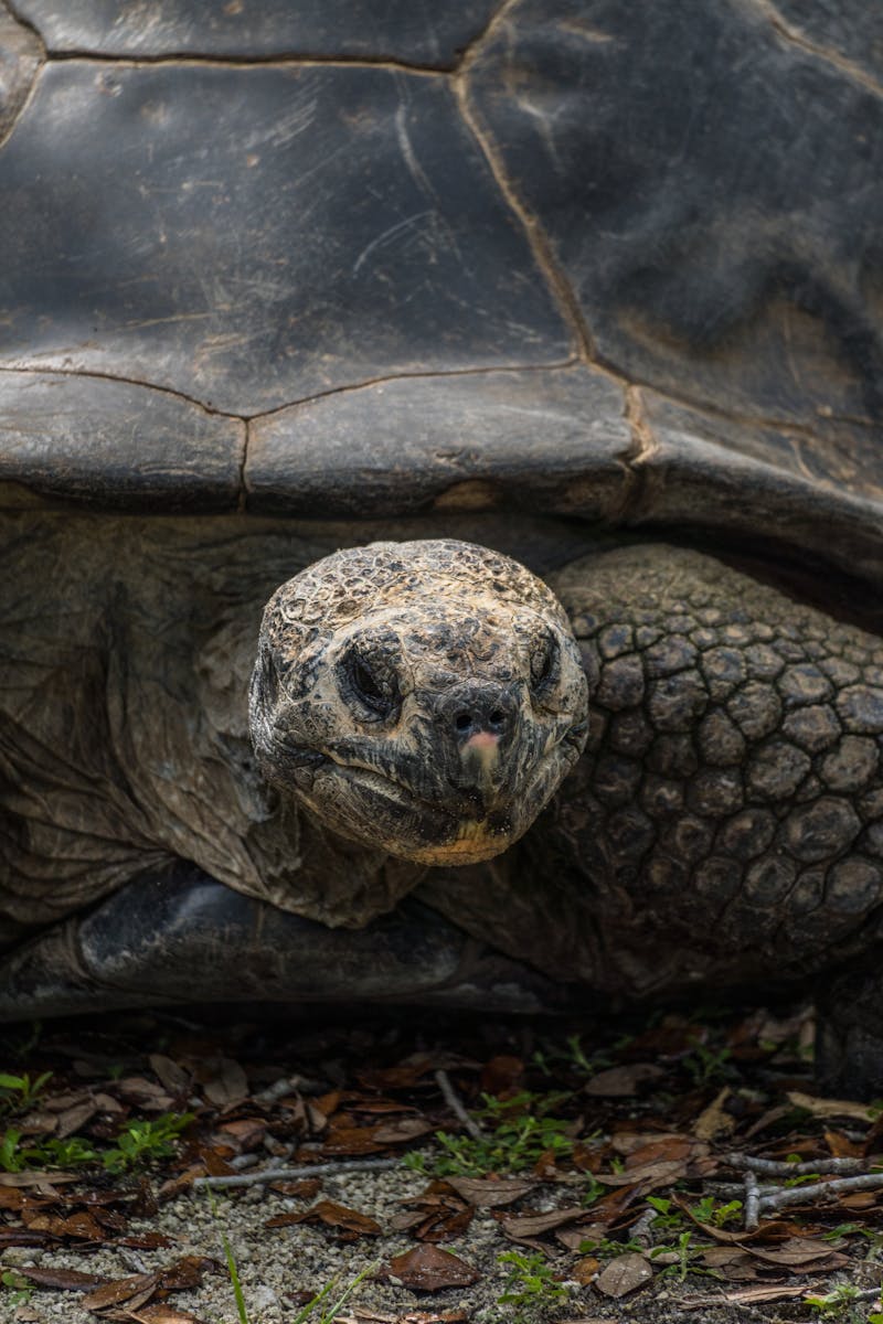 Tortoise Head Photos, Download The BEST Free Tortoise Head Stock Photos ...
