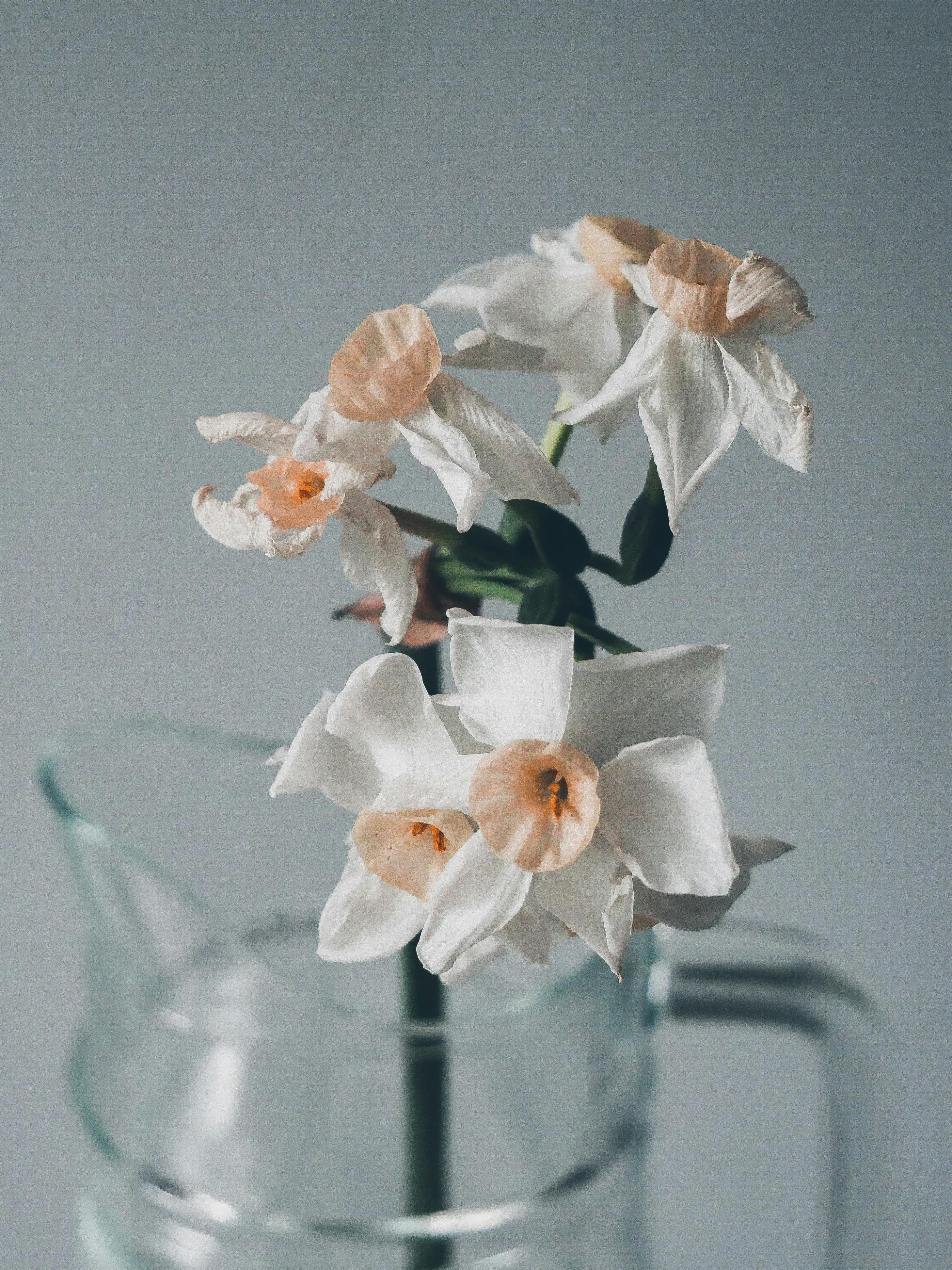 White Flowers in Pitcher · Free Stock Photo