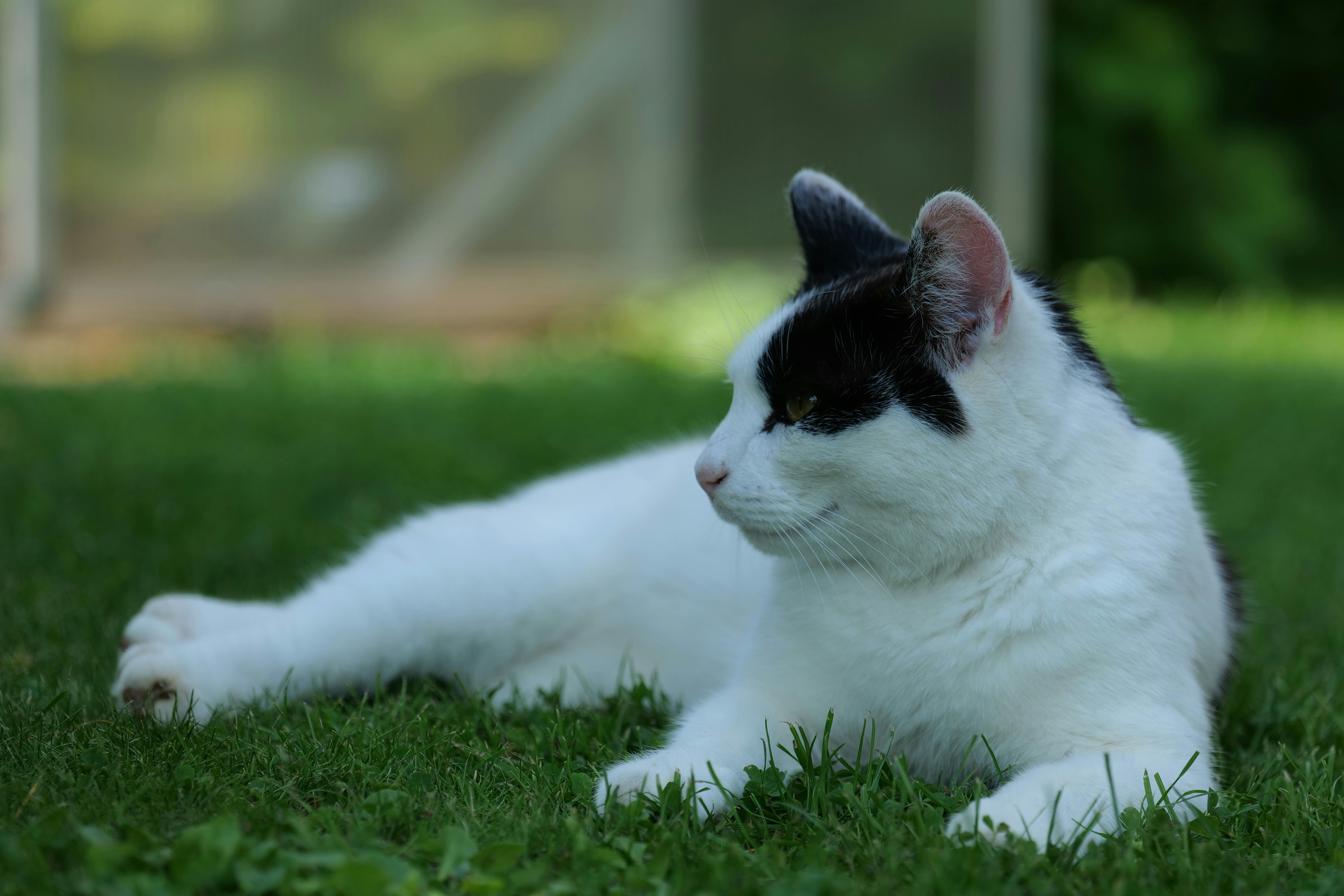 Reclining Cat Photos, Download The BEST Free Reclining Cat Stock Photos ...