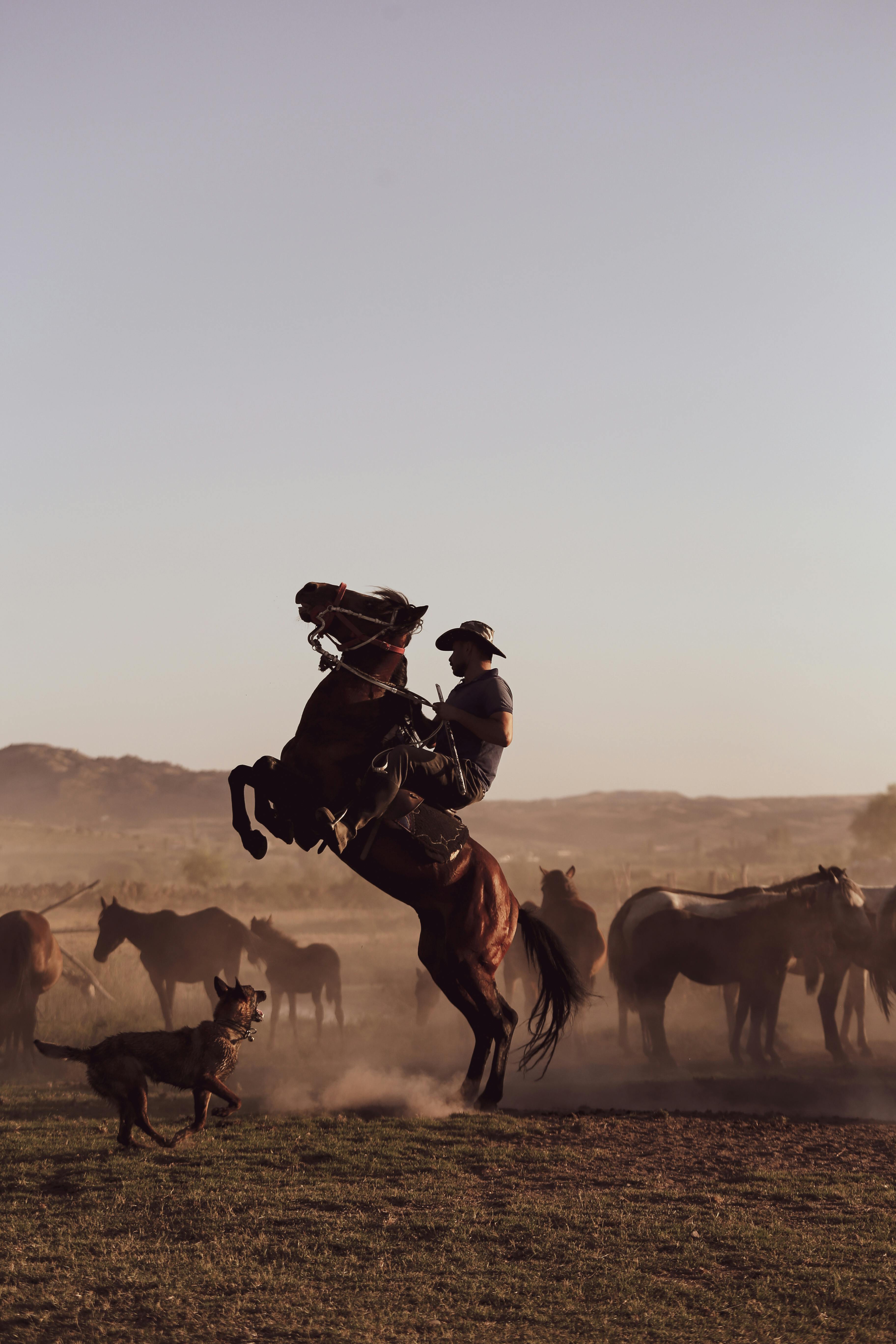 Renaming Animals Photos, Download The BEST Free Renaming Animals Stock ...