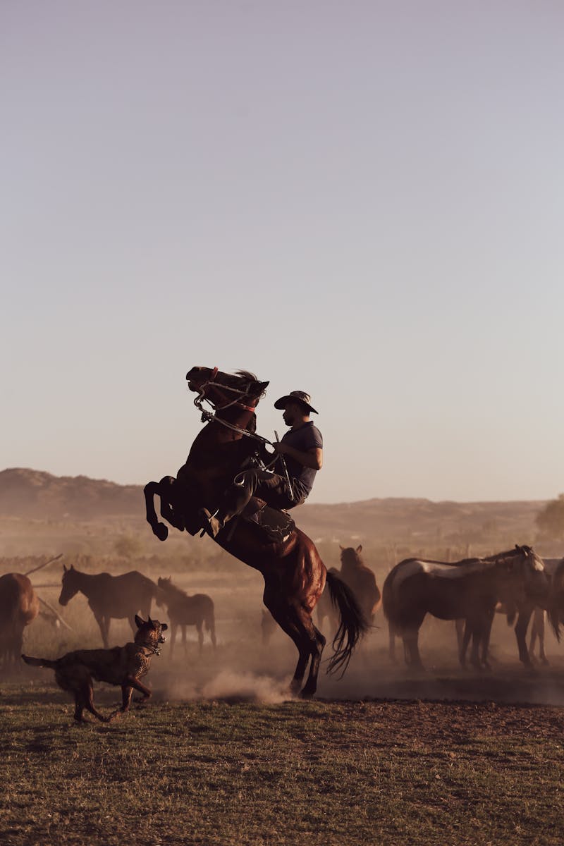 Cowboy Boot Photos, Download The BEST Free Cowboy Boot Stock Photos ...