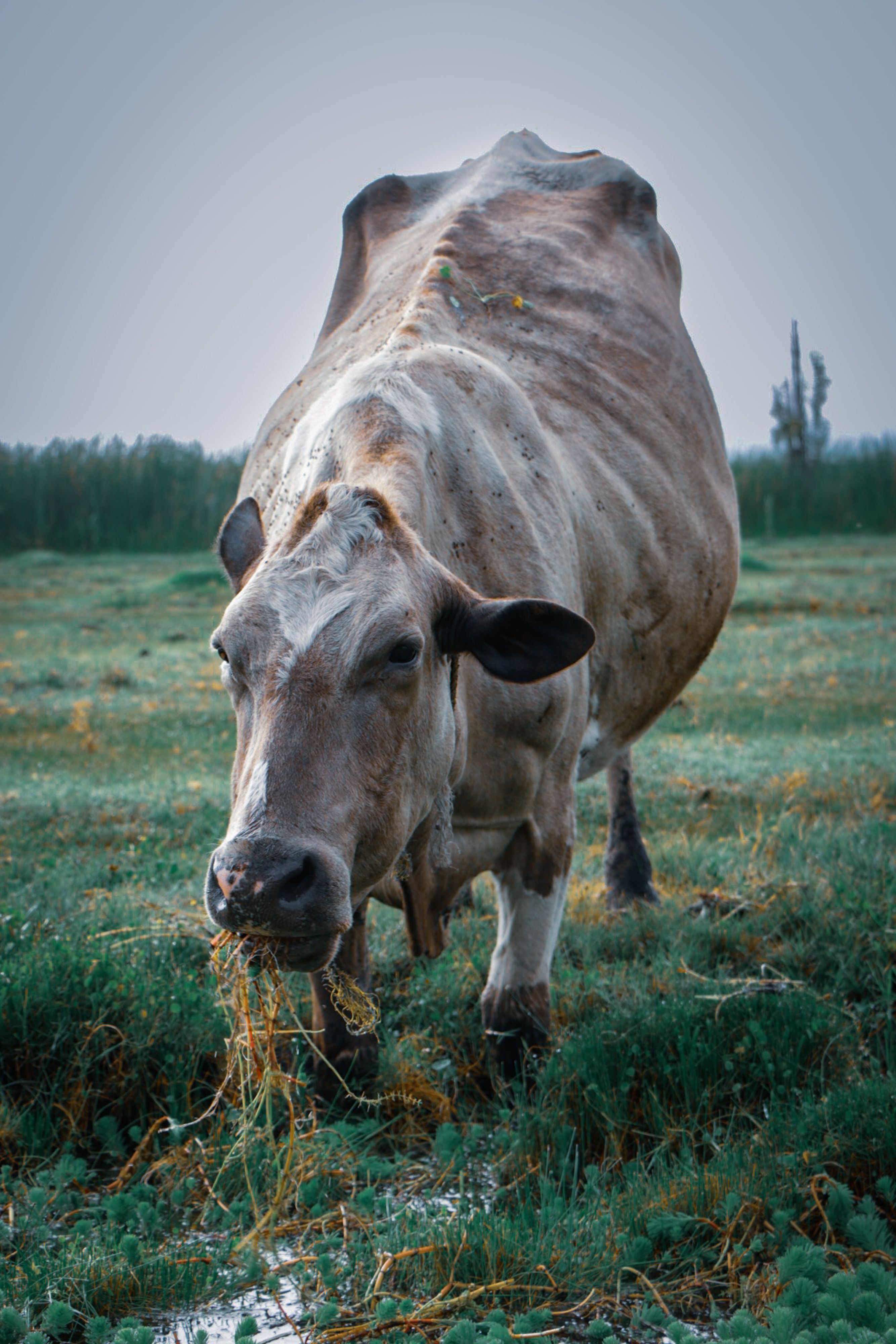 Zero Grazing Photos, Download The BEST Free Zero Grazing Stock Photos ...