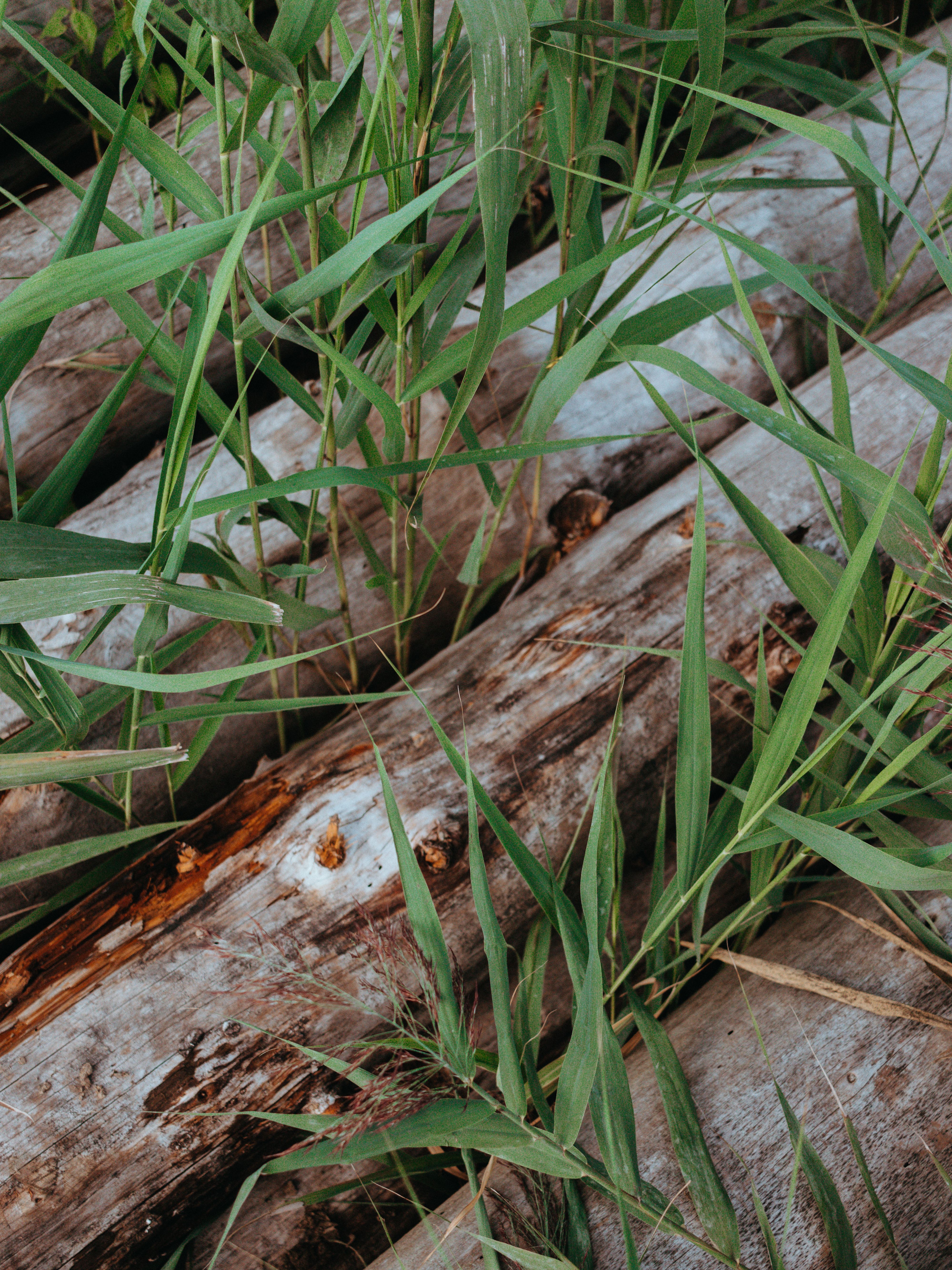Close-up of Tree Logs and Green Leaves · Free Stock Photo
