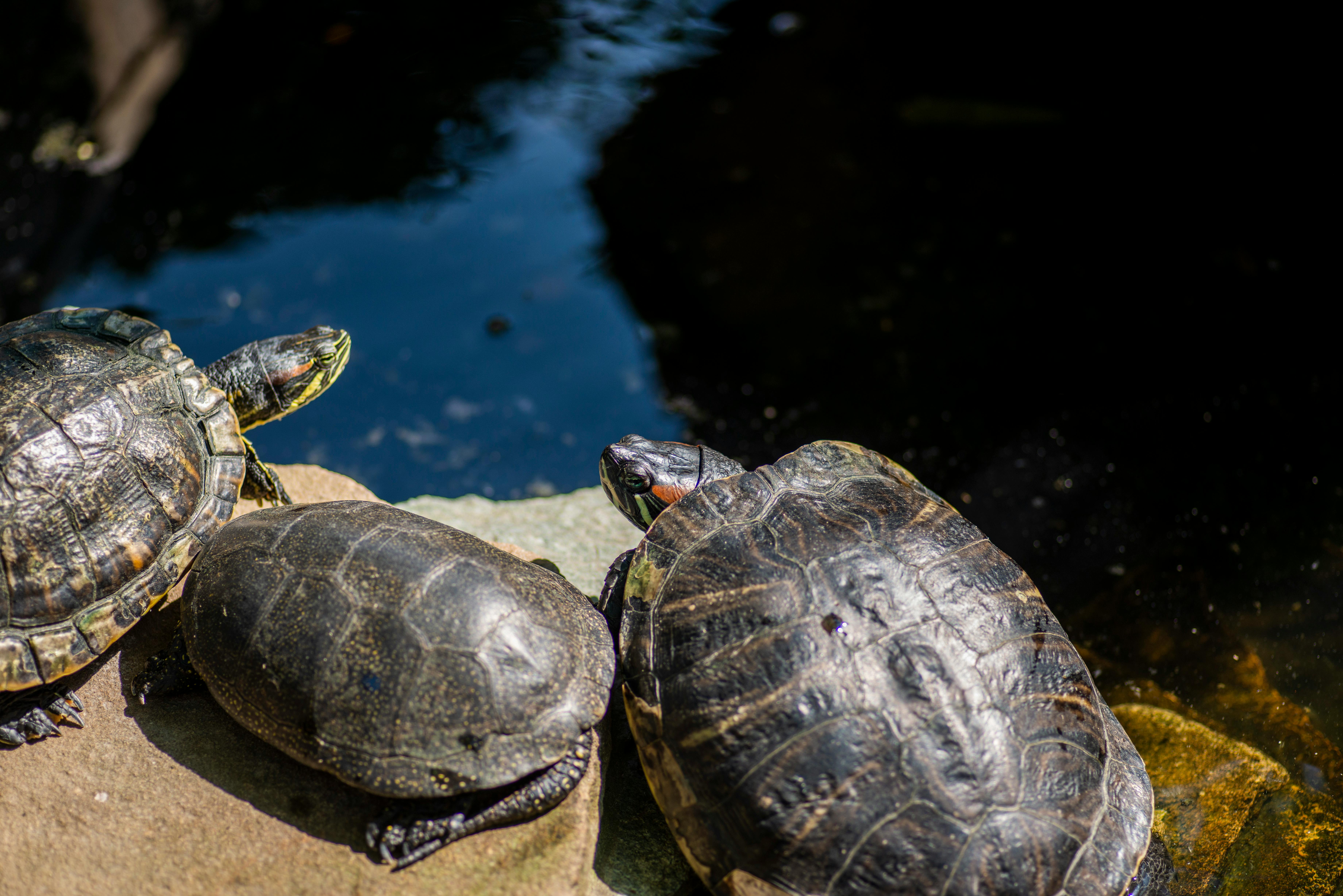 Close up of Turtles · Free Stock Photo