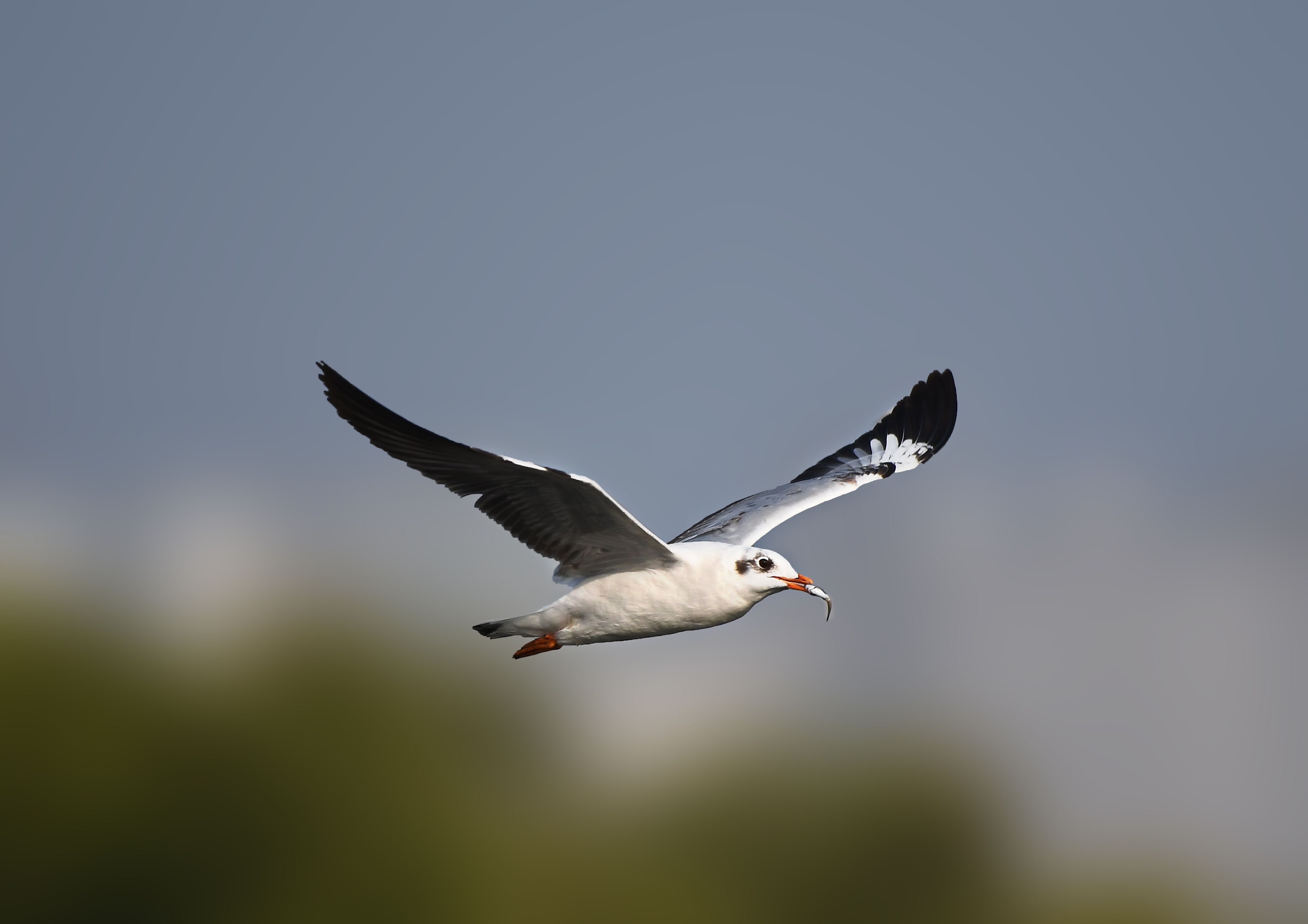 Seagull Flying with Prey · Free Stock Photo