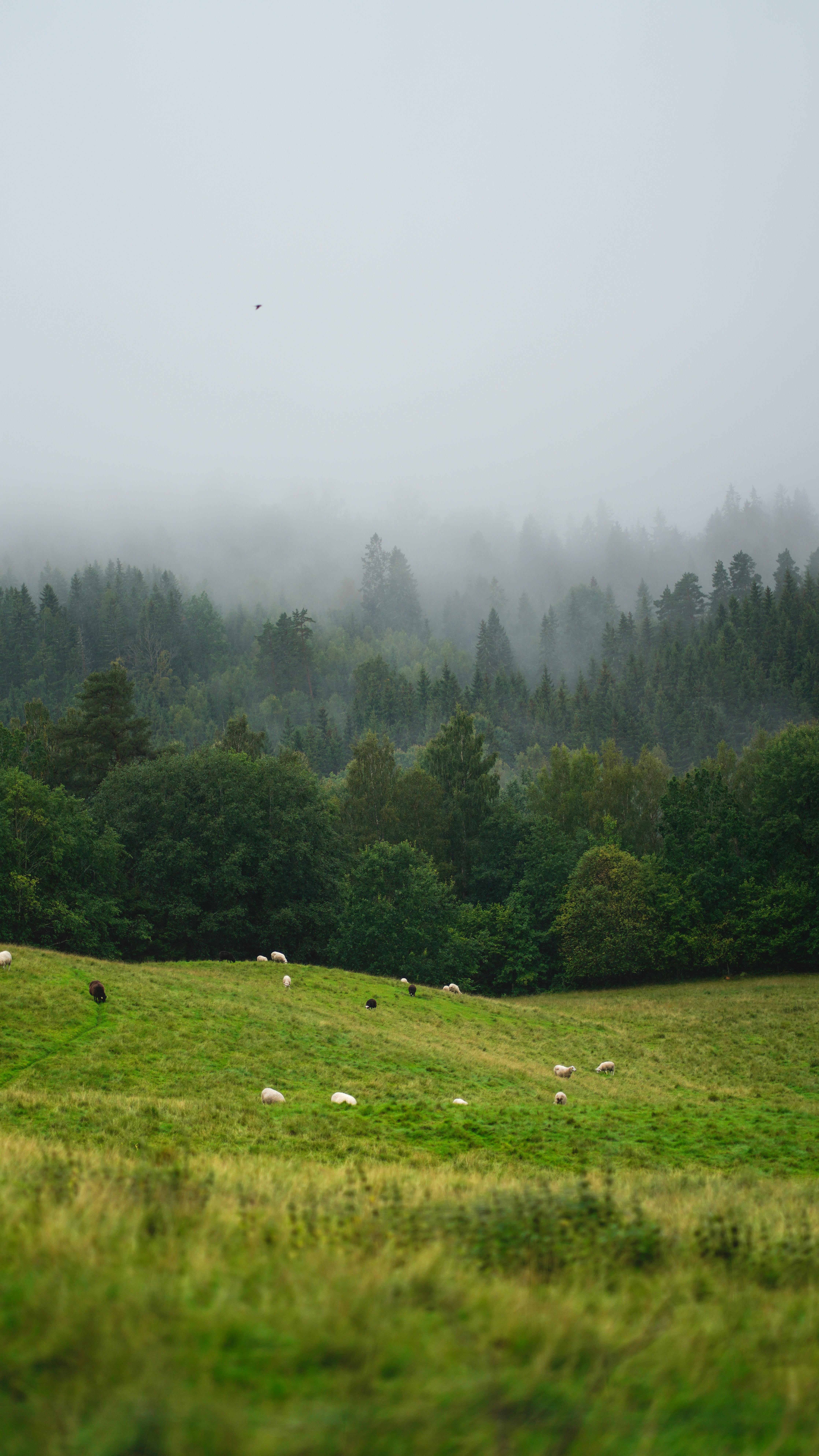 Fog over Forest and Pasture · Free Stock Photo