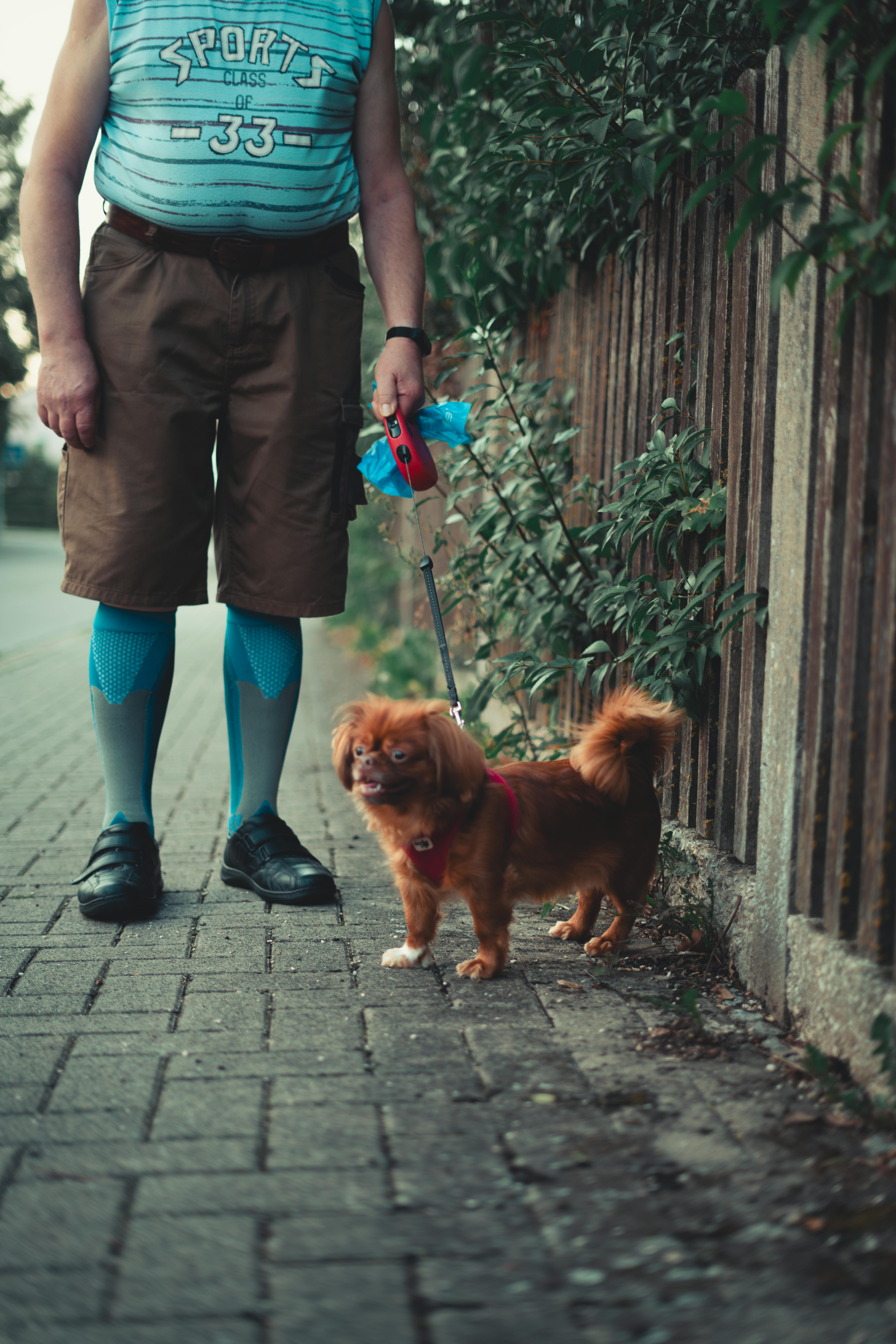 Photo gratuite de animal, animal de compagnie, chaussée, chien, citadin, homme, laisse, les ...