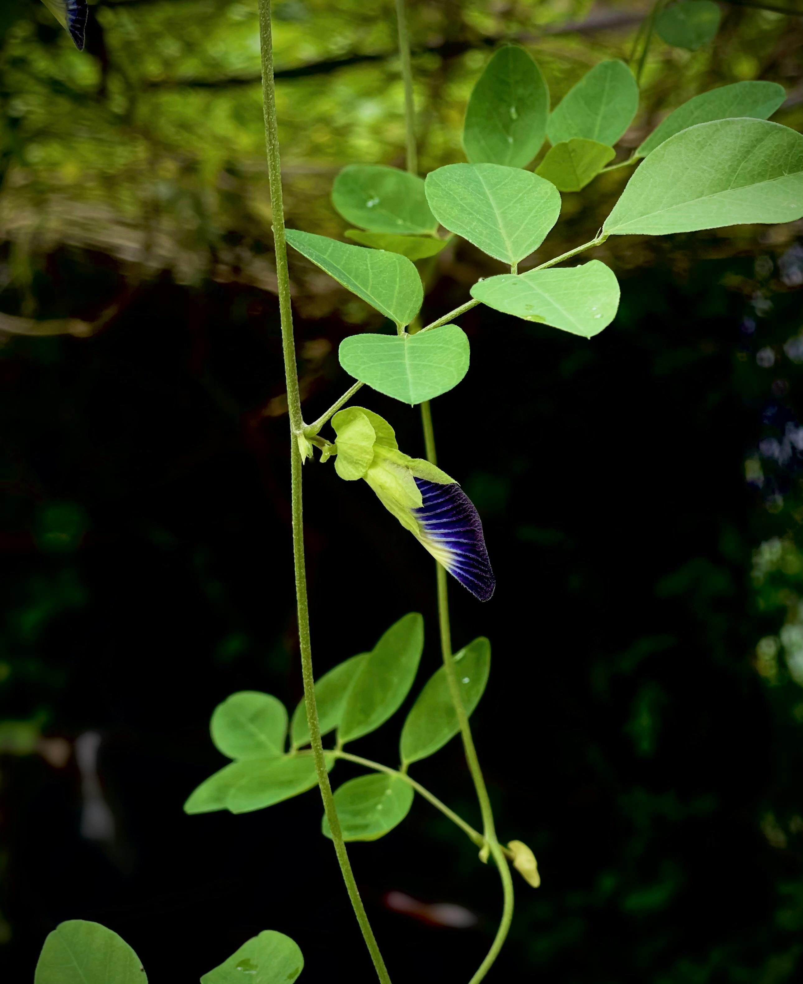 Swarup Sarkar - Photography