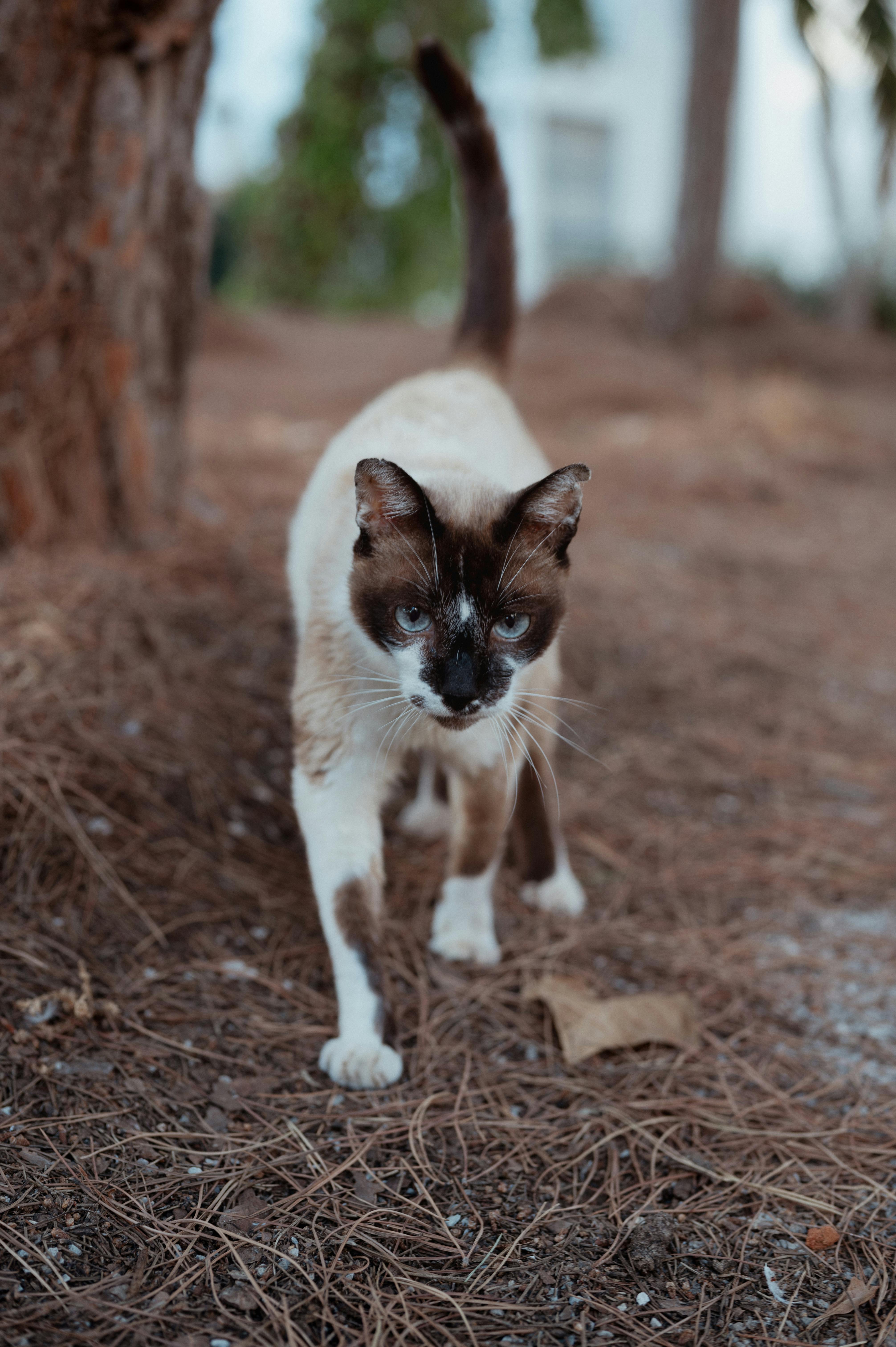 Adorable Curious Cat · Free Stock Photo