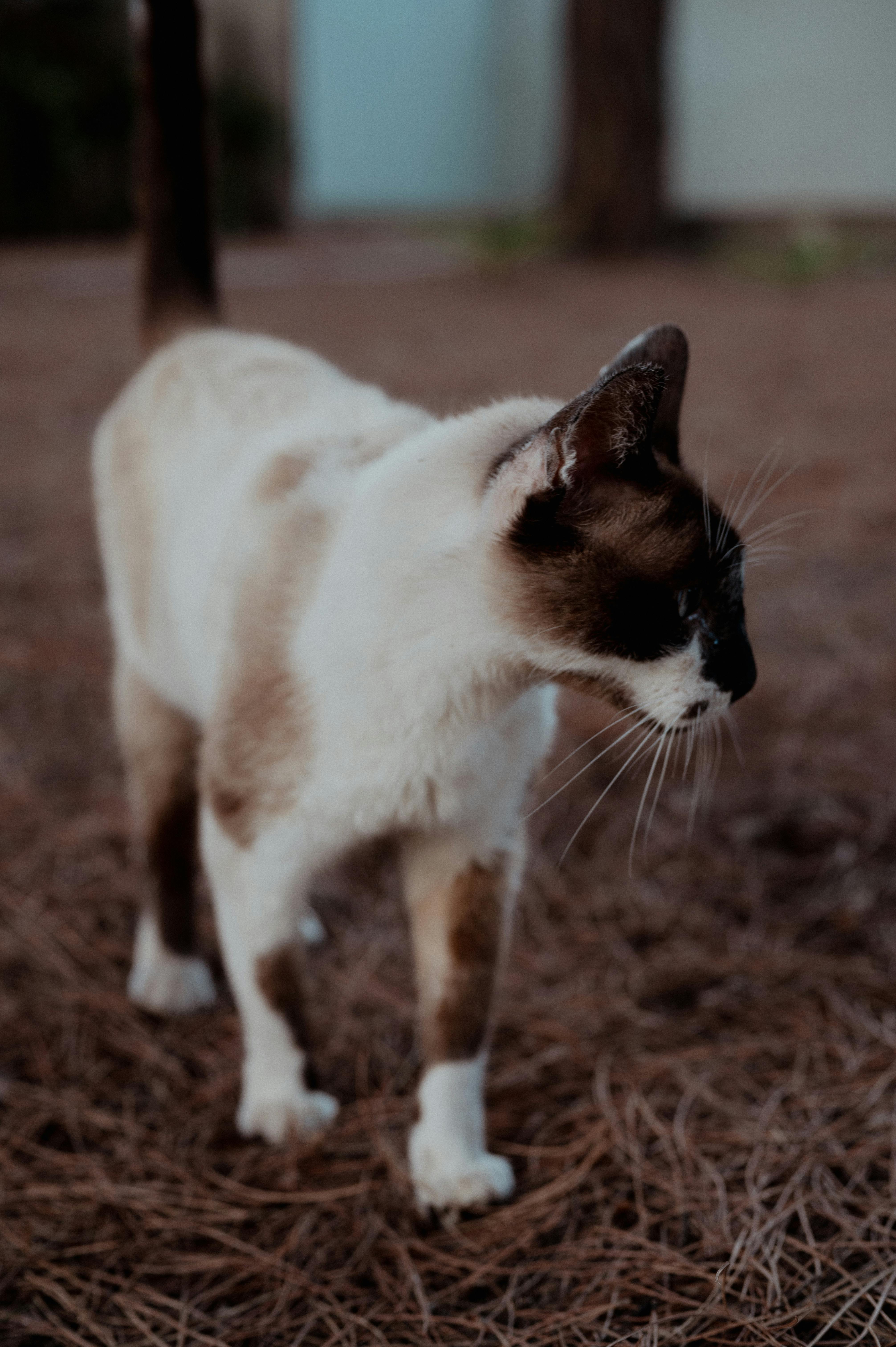 Cute Downy Cat · Free Stock Photo