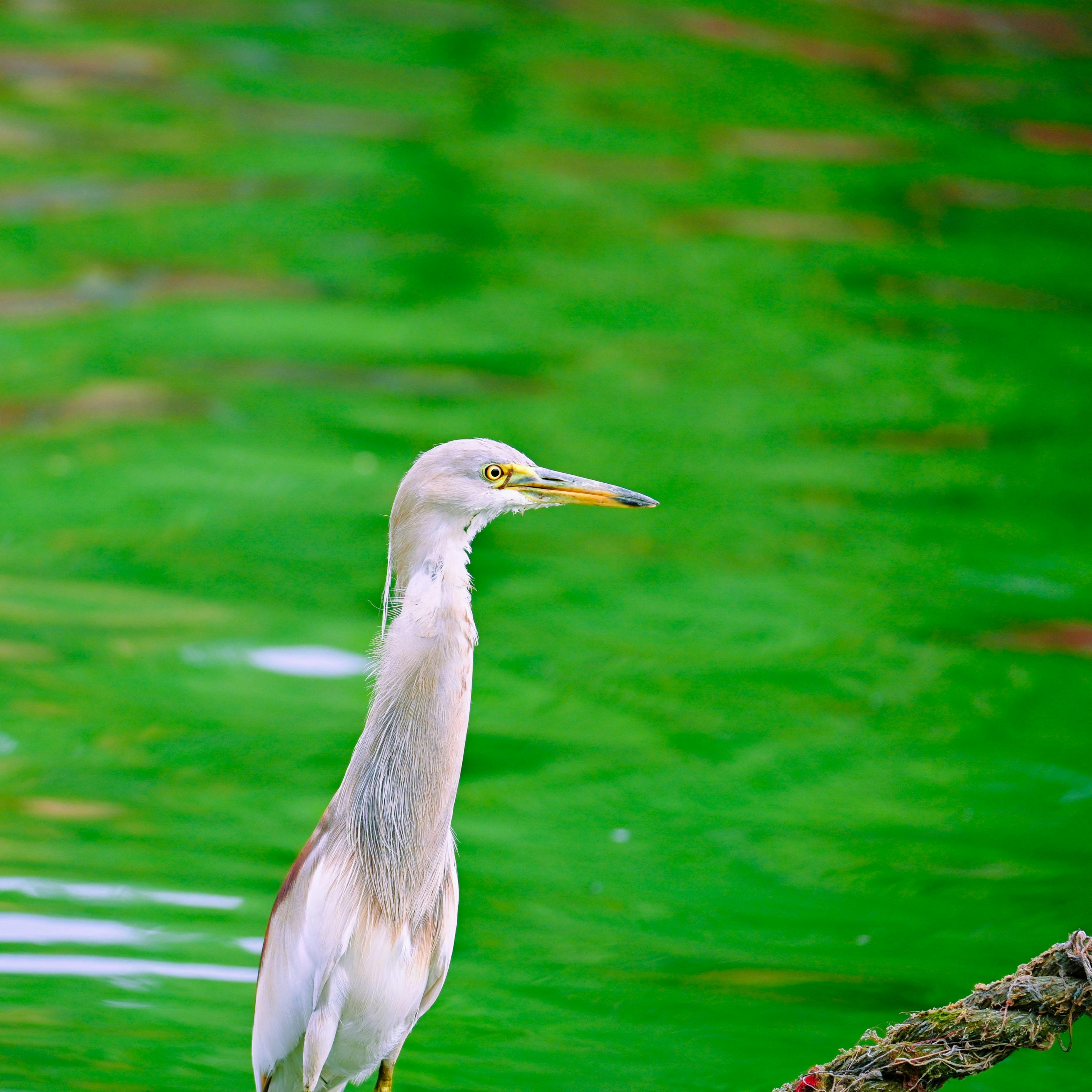 Umesh Patel - Fotografía