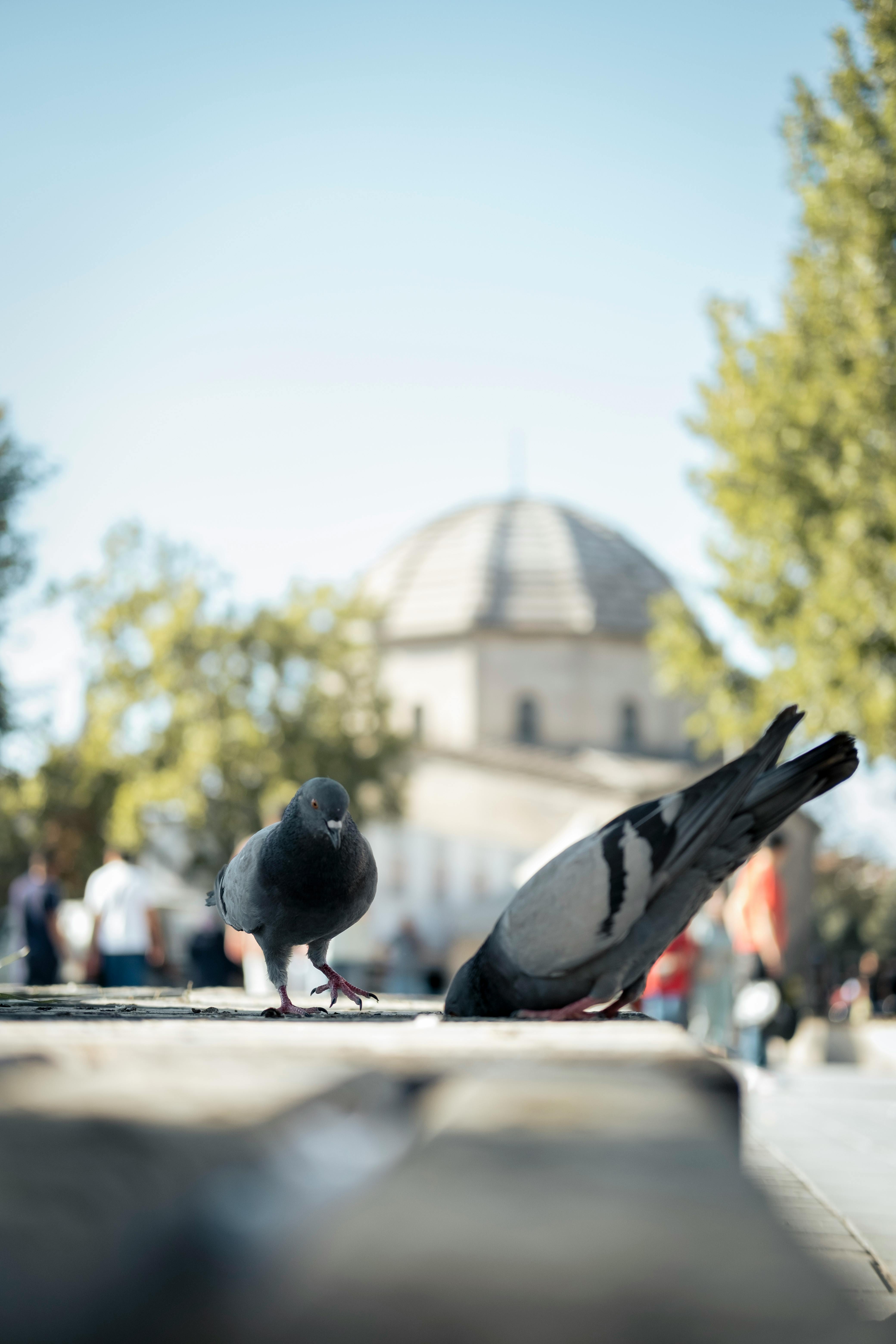 Plenty Of Birds Photos, Download The BEST Free Plenty Of Birds Stock ...