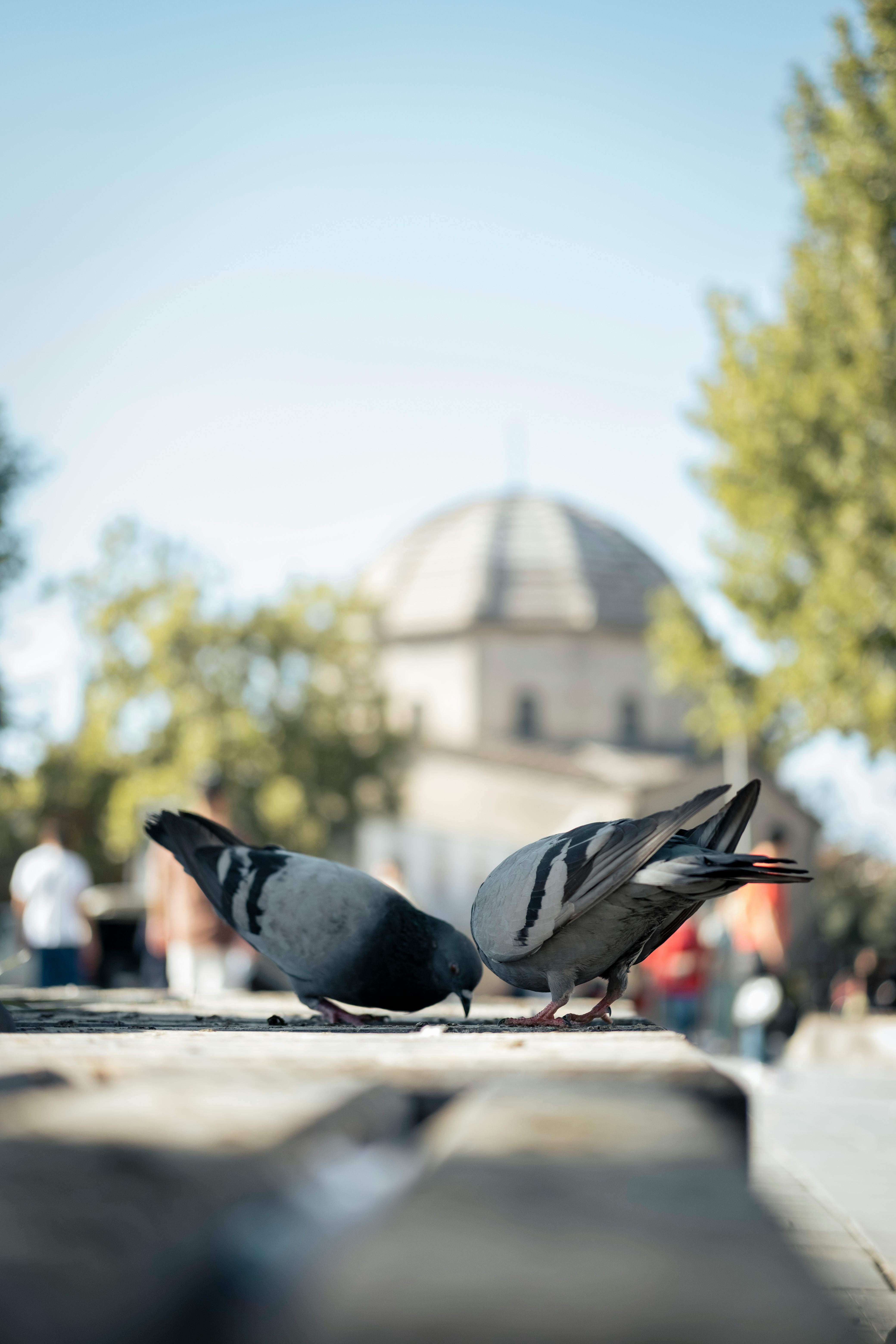 Close-up of Pigeons in City · Free Stock Photo