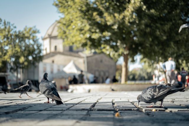 Bird Faeces Identification: A Comprehensive Guide