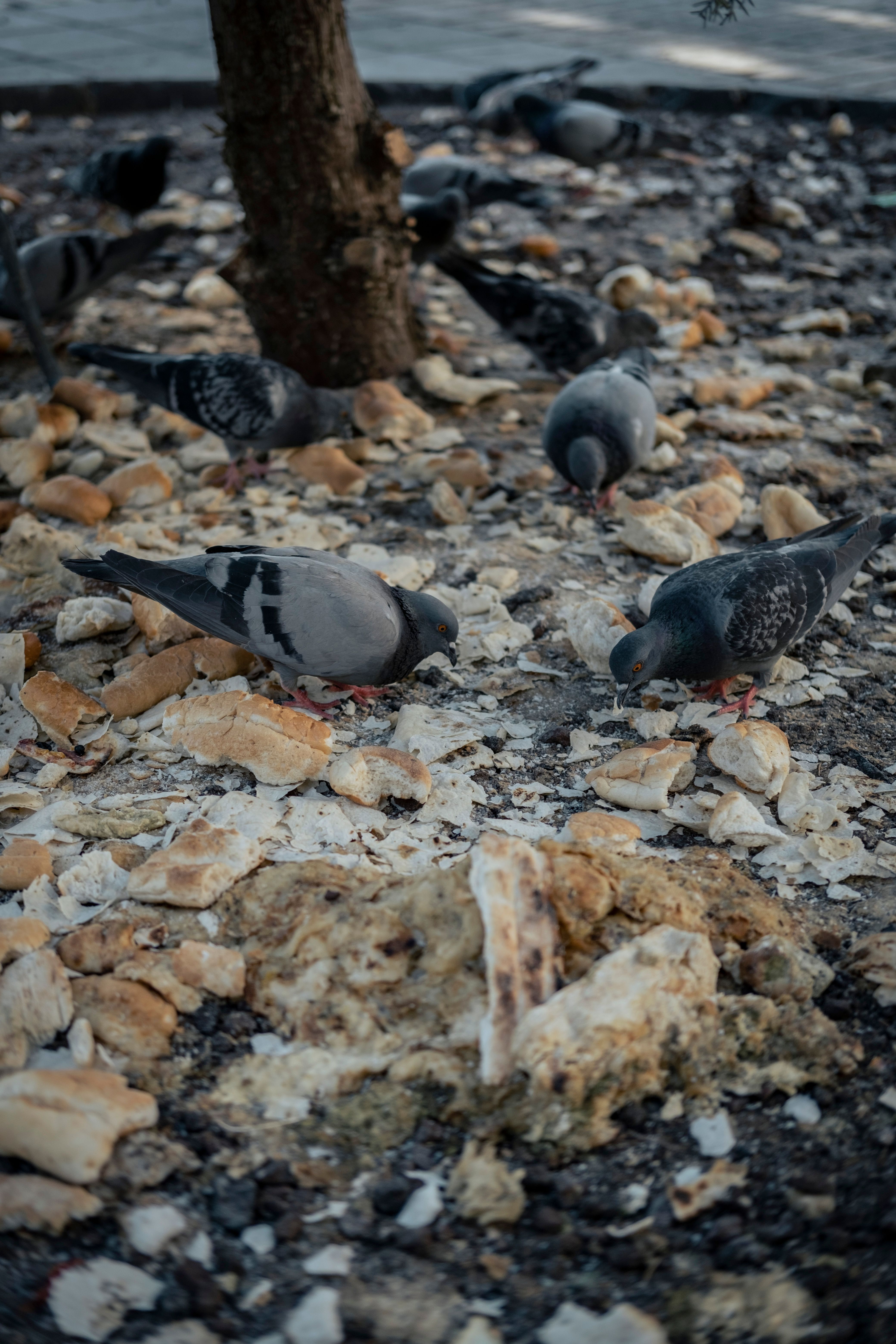 Close up of Pigeon Pecking Bread · Free Stock Photo