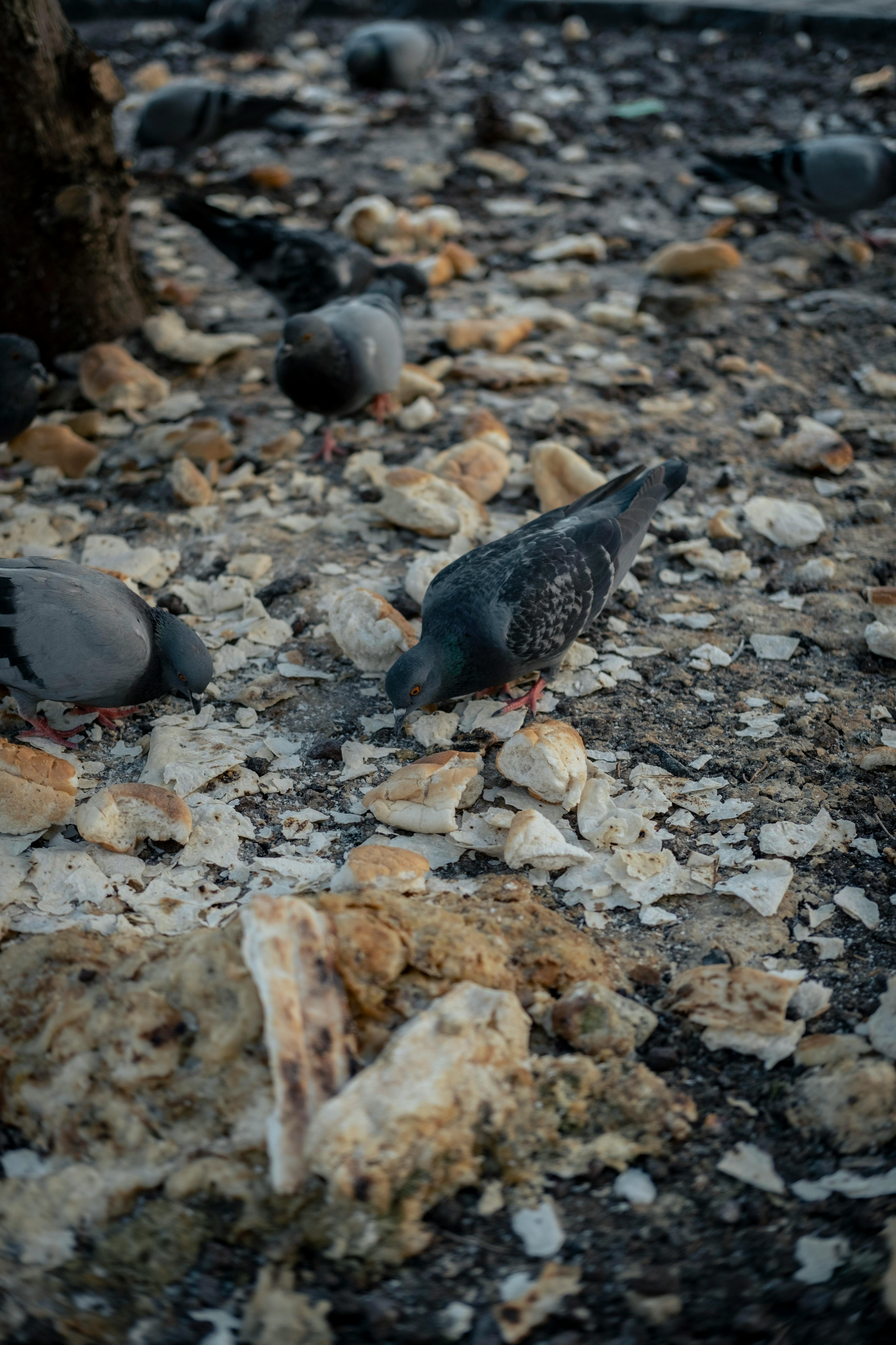 Pigeons Pecking on Ground · Free Stock Photo