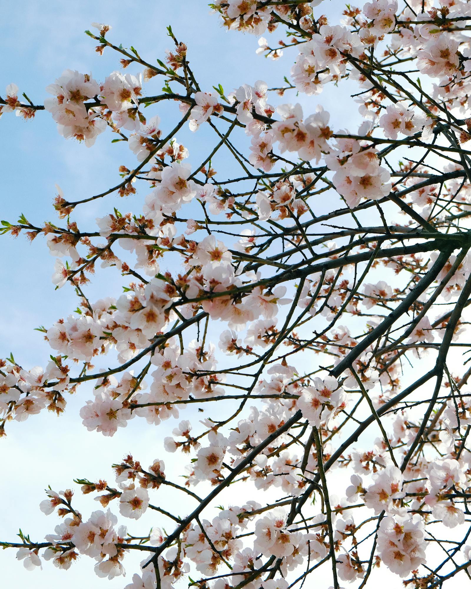 Cherry Branches Photos, Download The BEST Free Cherry Branches Stock ...