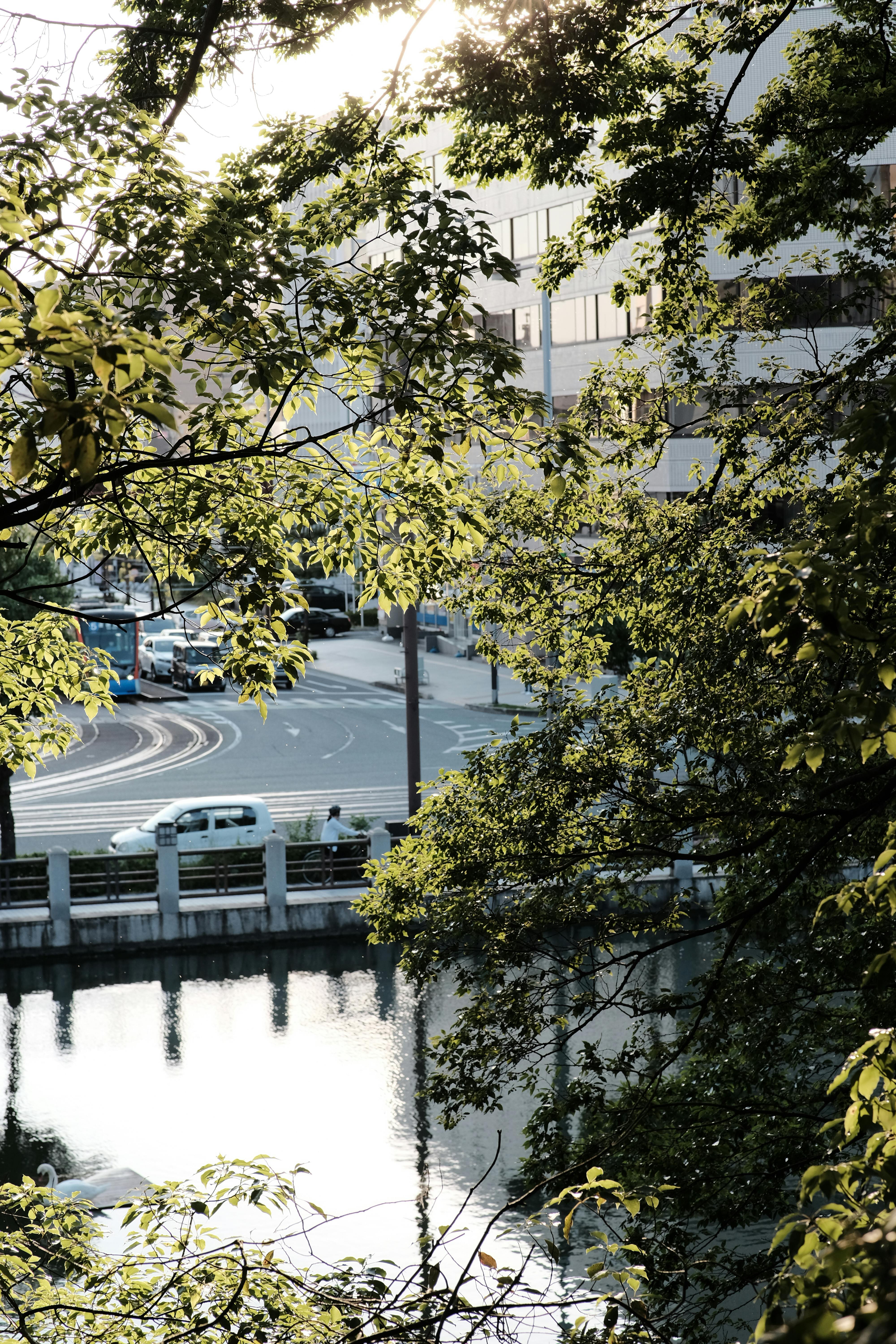 Street behind Park Trees in Town · Free Stock Photo