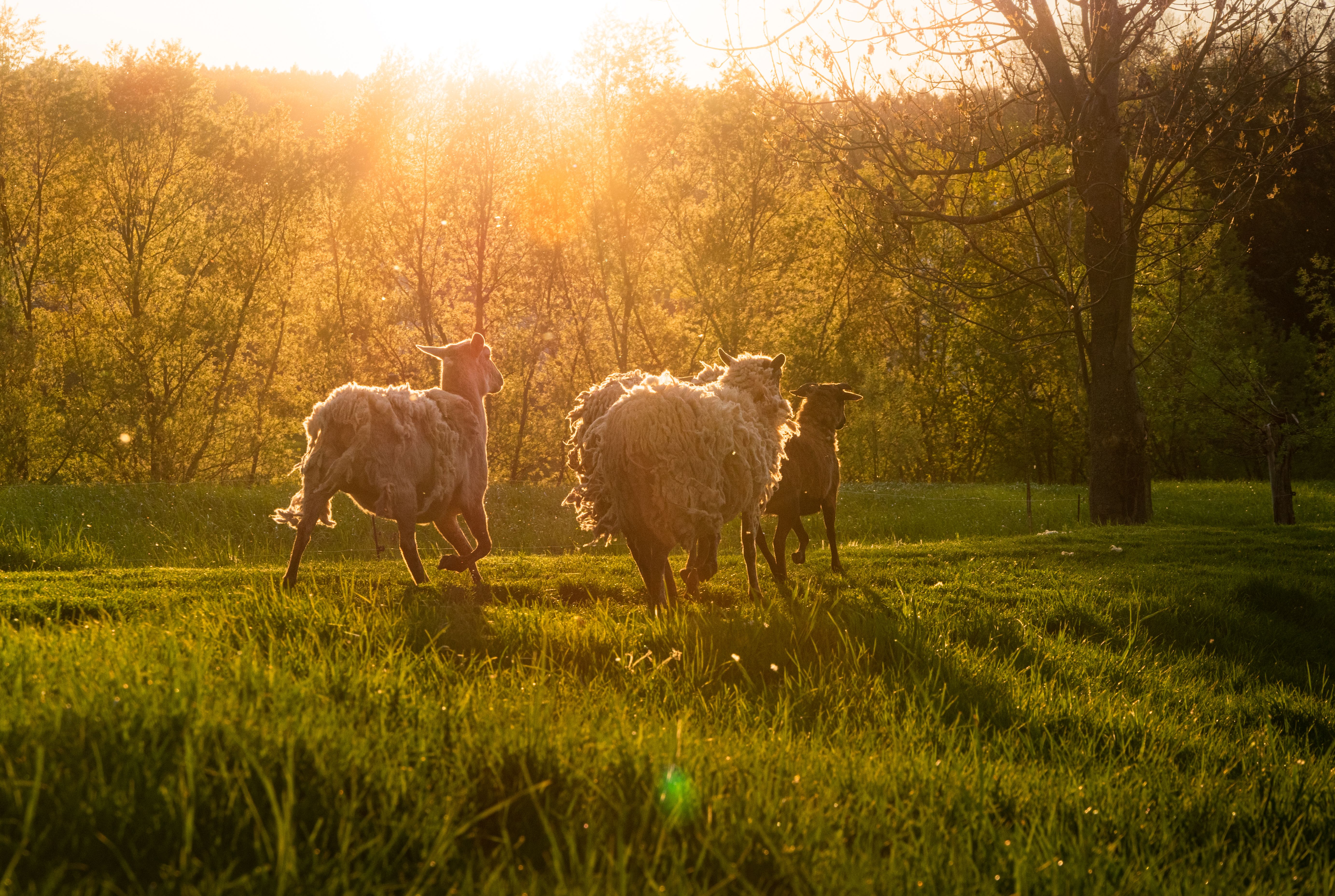 Sheep in Morning Sunlight · Free Stock Photo