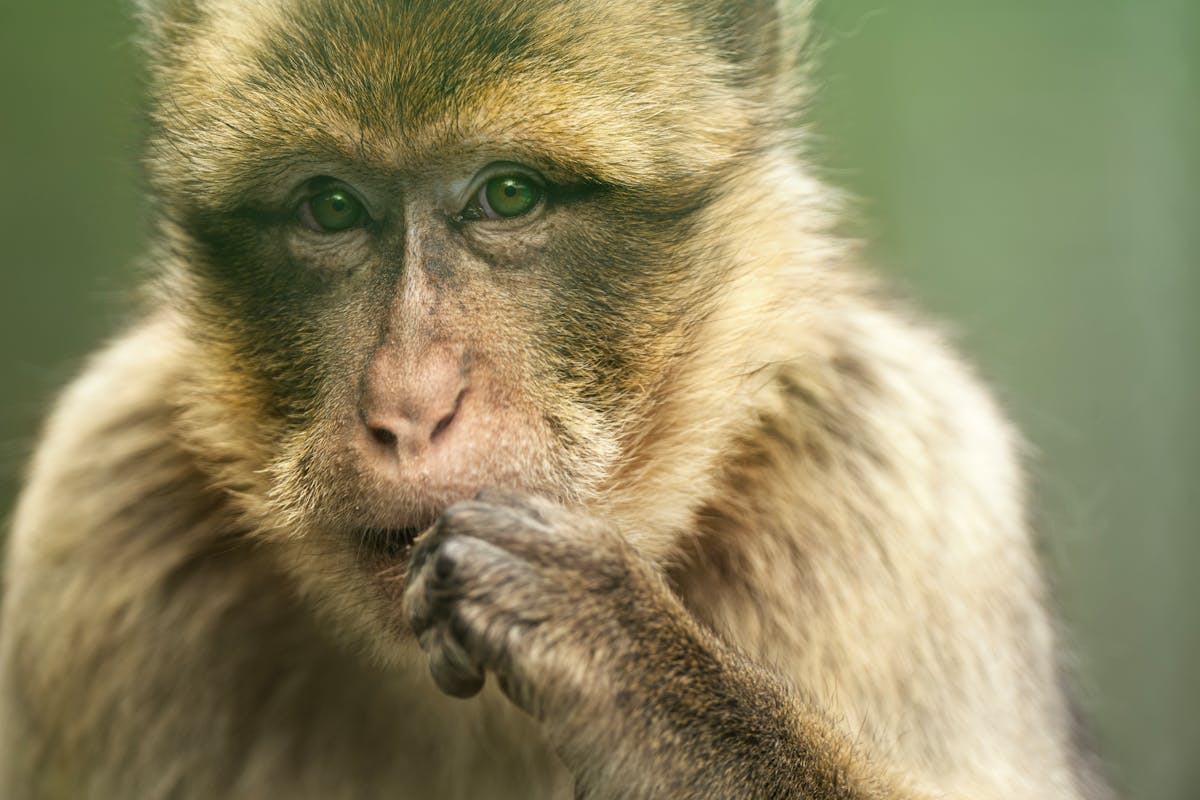 Monkey Face Texture Photos, Download The BEST Free Monkey Face Texture ...