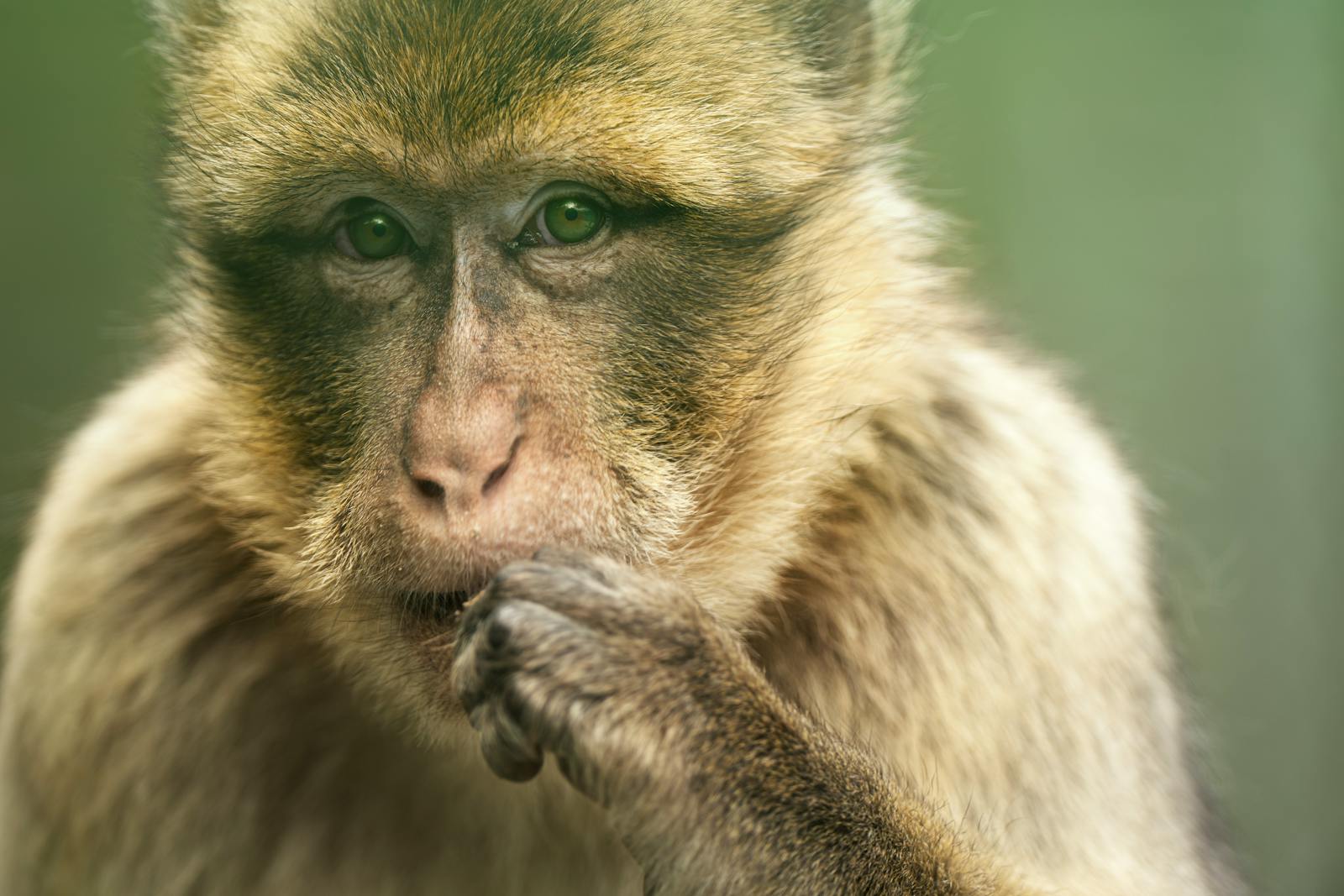 Monkey Face Texture Photos, Download The BEST Free Monkey Face Texture ...