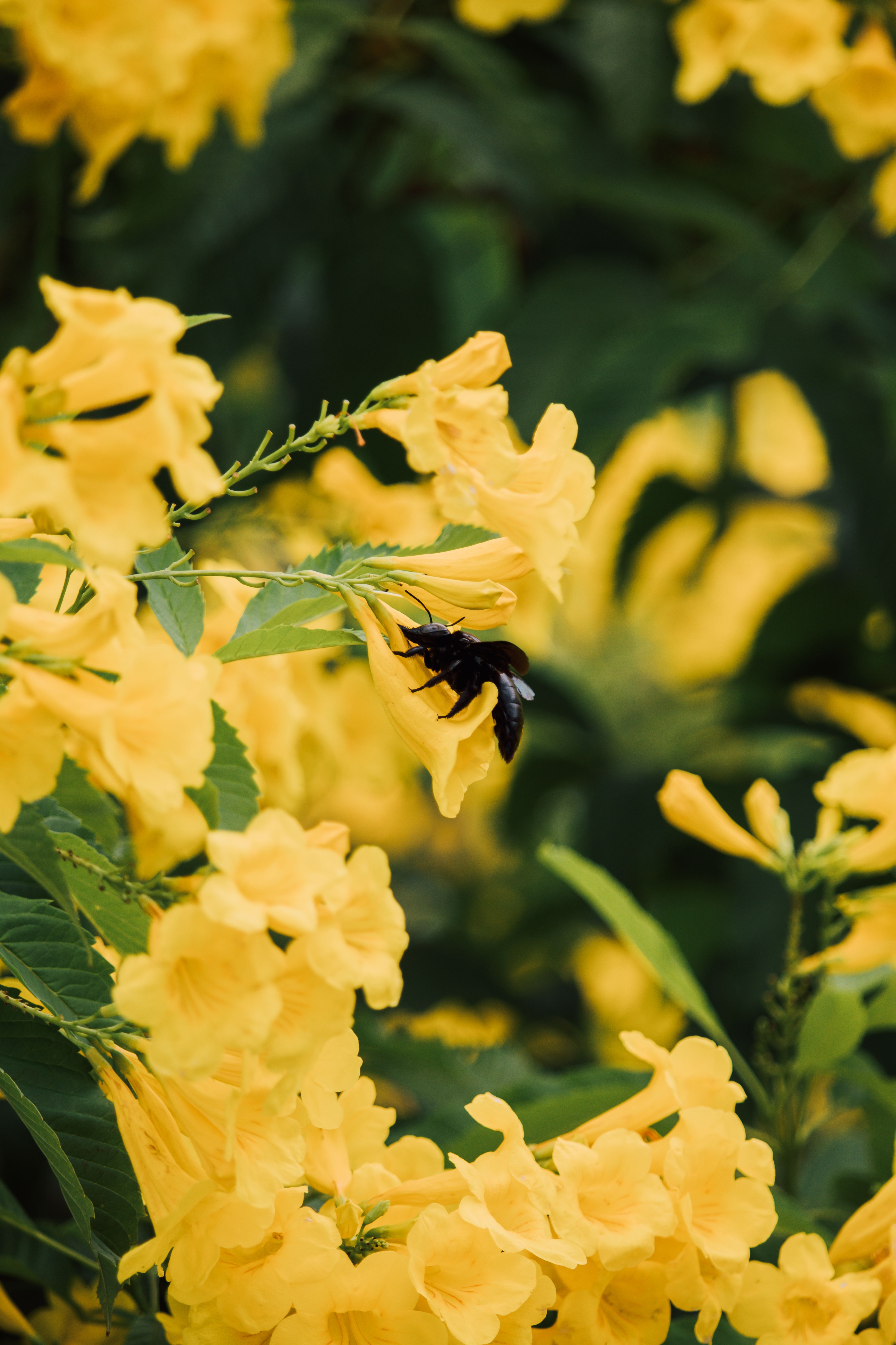 Bee and Yellow Flowers · Free Stock Photo
