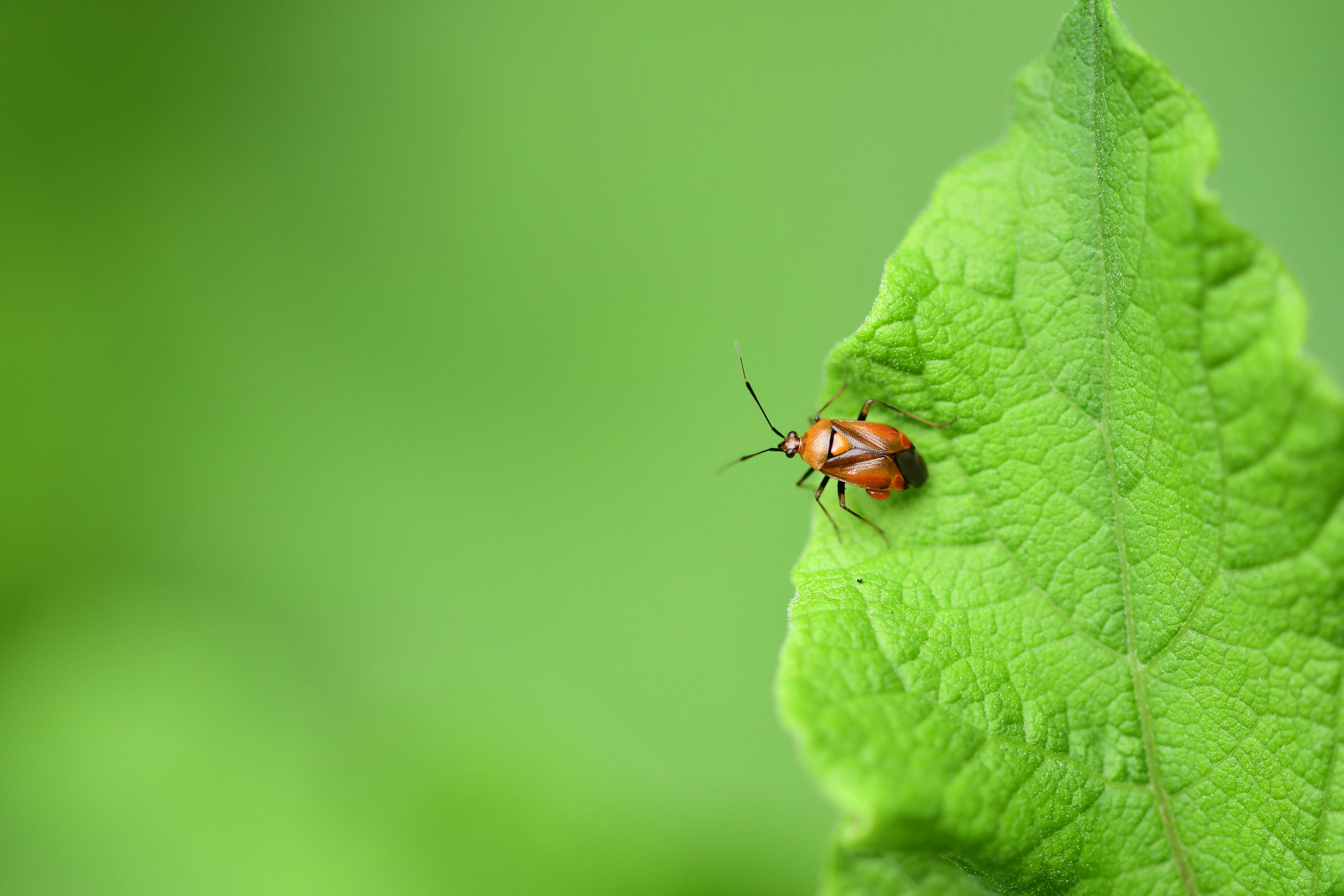 Bug on Plant Stem · Free Stock Photo