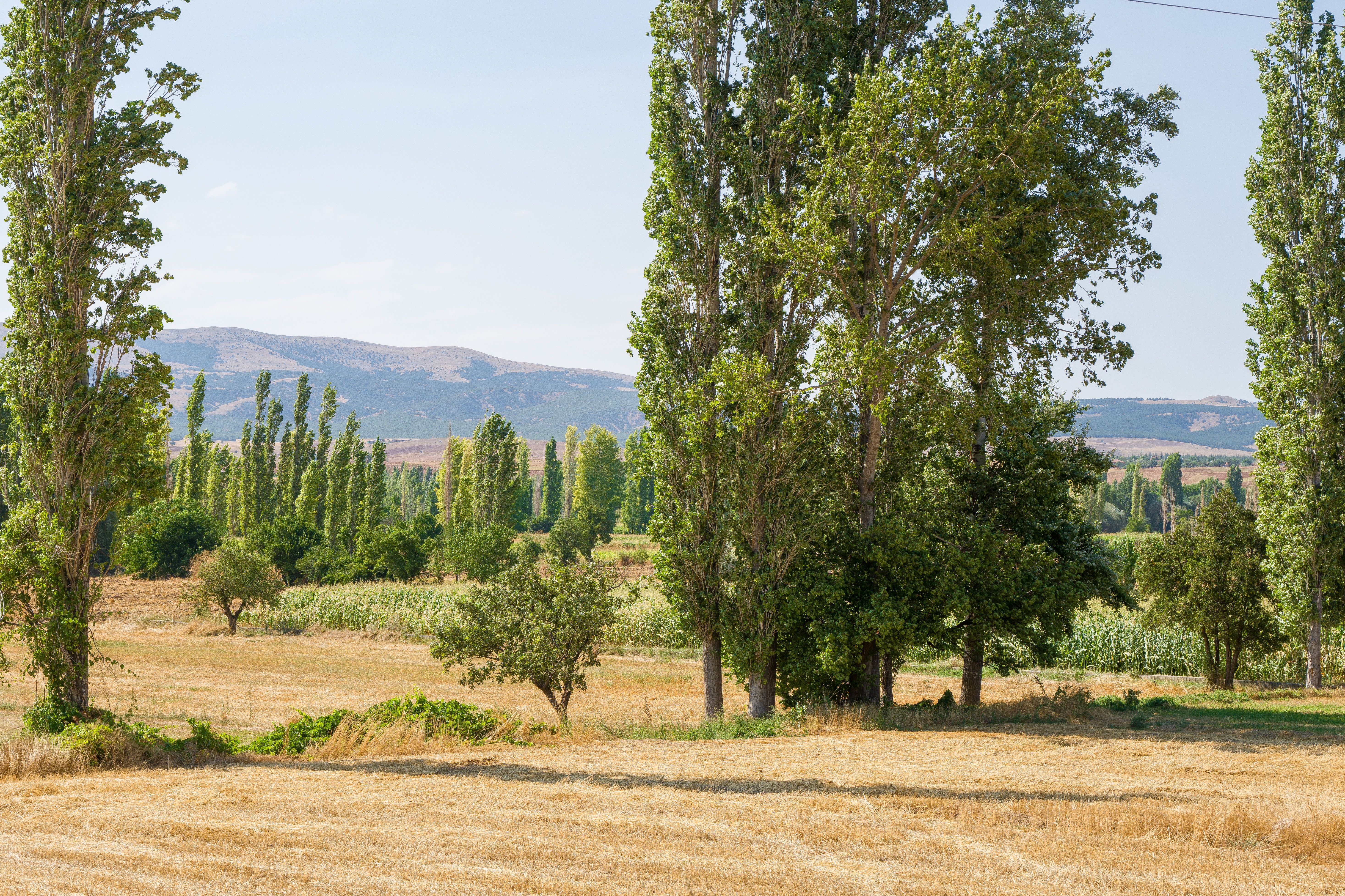 A Countryside Landscape with Trees and Fields · Free Stock Photo