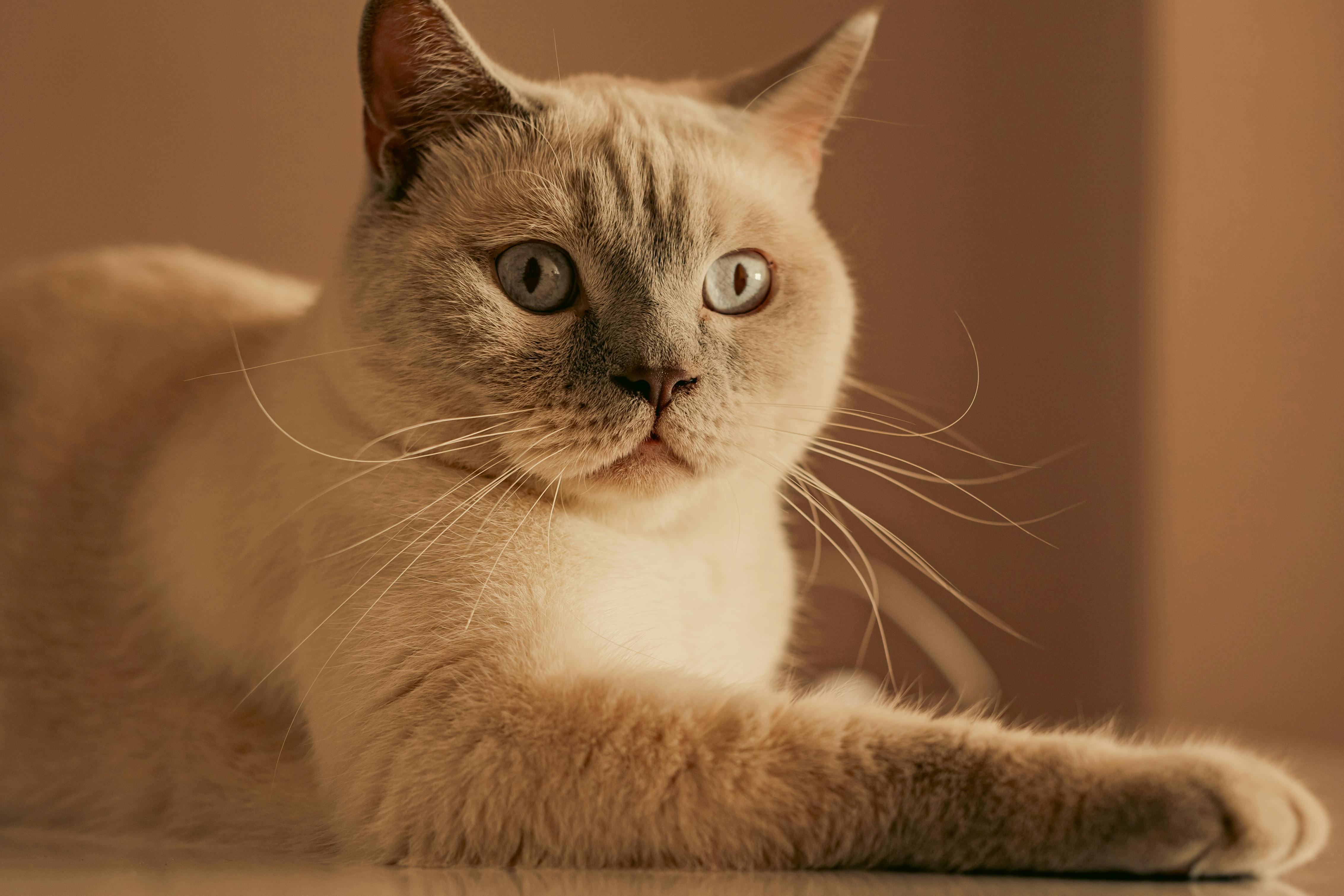 Cat Pc Wallpaper Photos, Download The BEST Free Cat Pc Wallpaper Stock ...