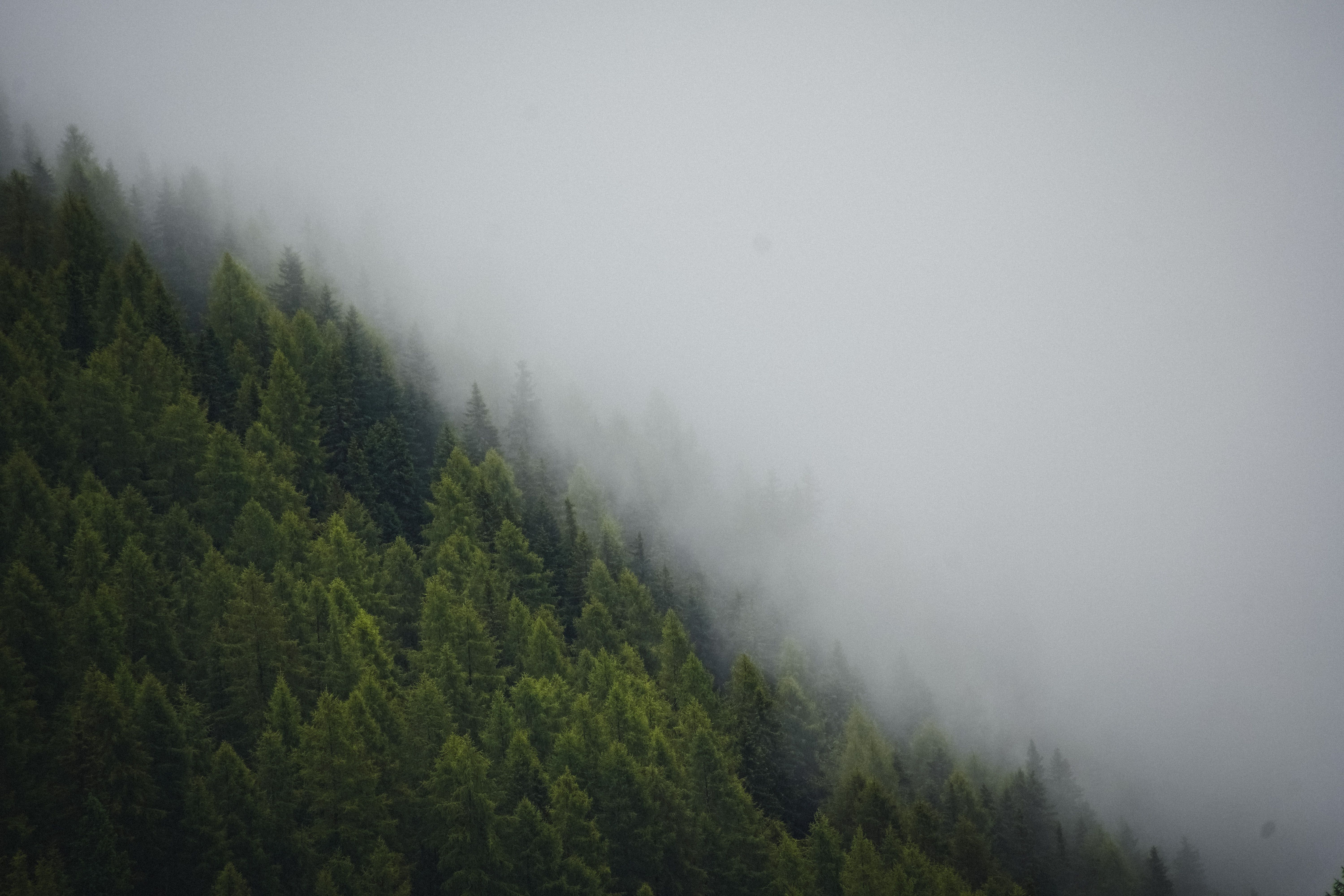 Evergreen Forest Photos, Download The BEST Free Evergreen Forest Stock ...