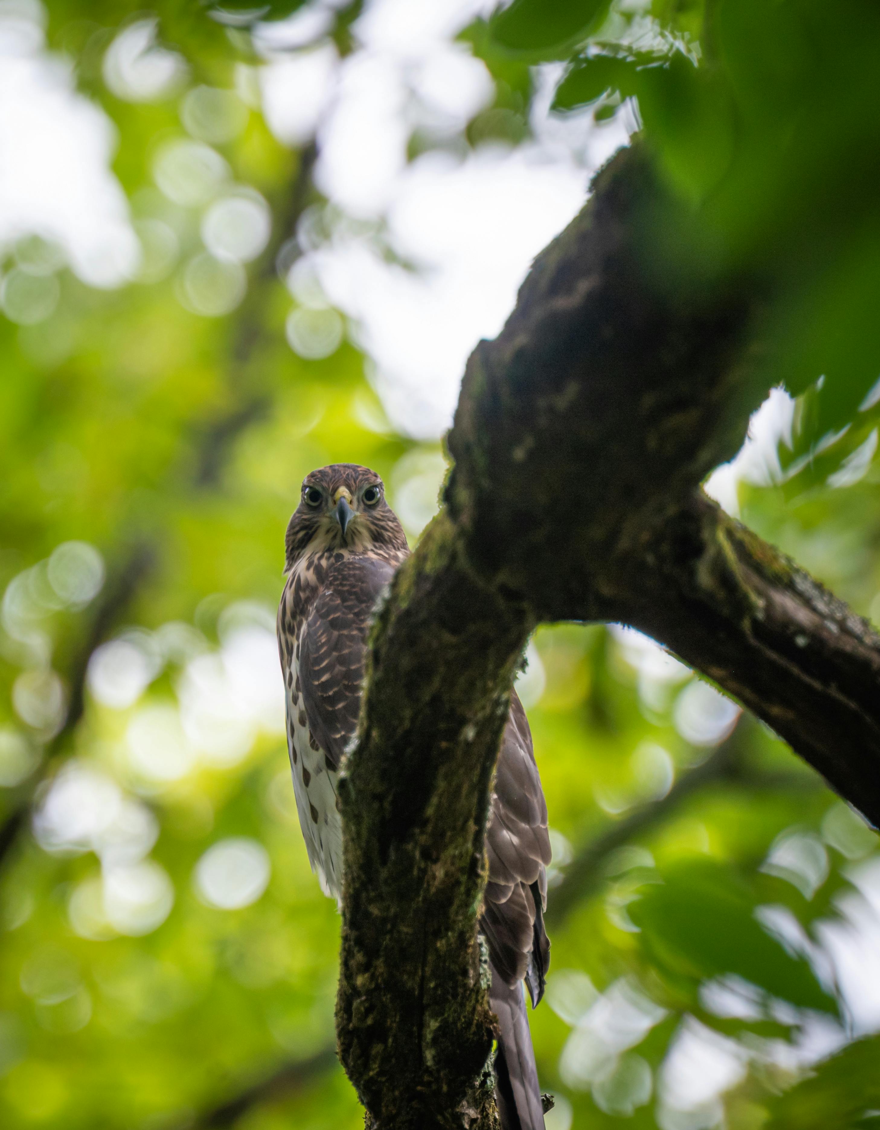 Hawk on Tree · Free Stock Photo
