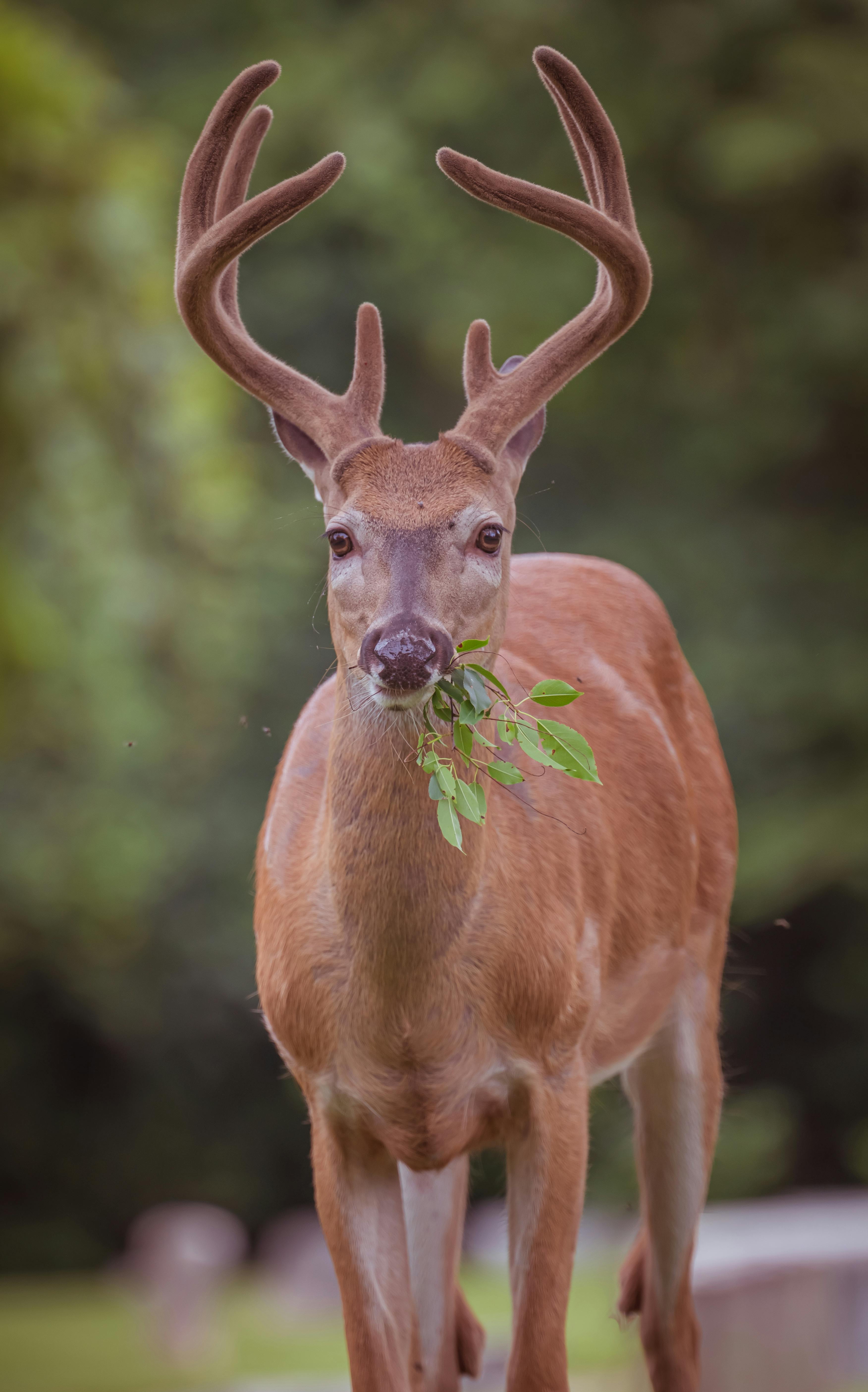Photograph of Deer with Antlers · Free Stock Photo