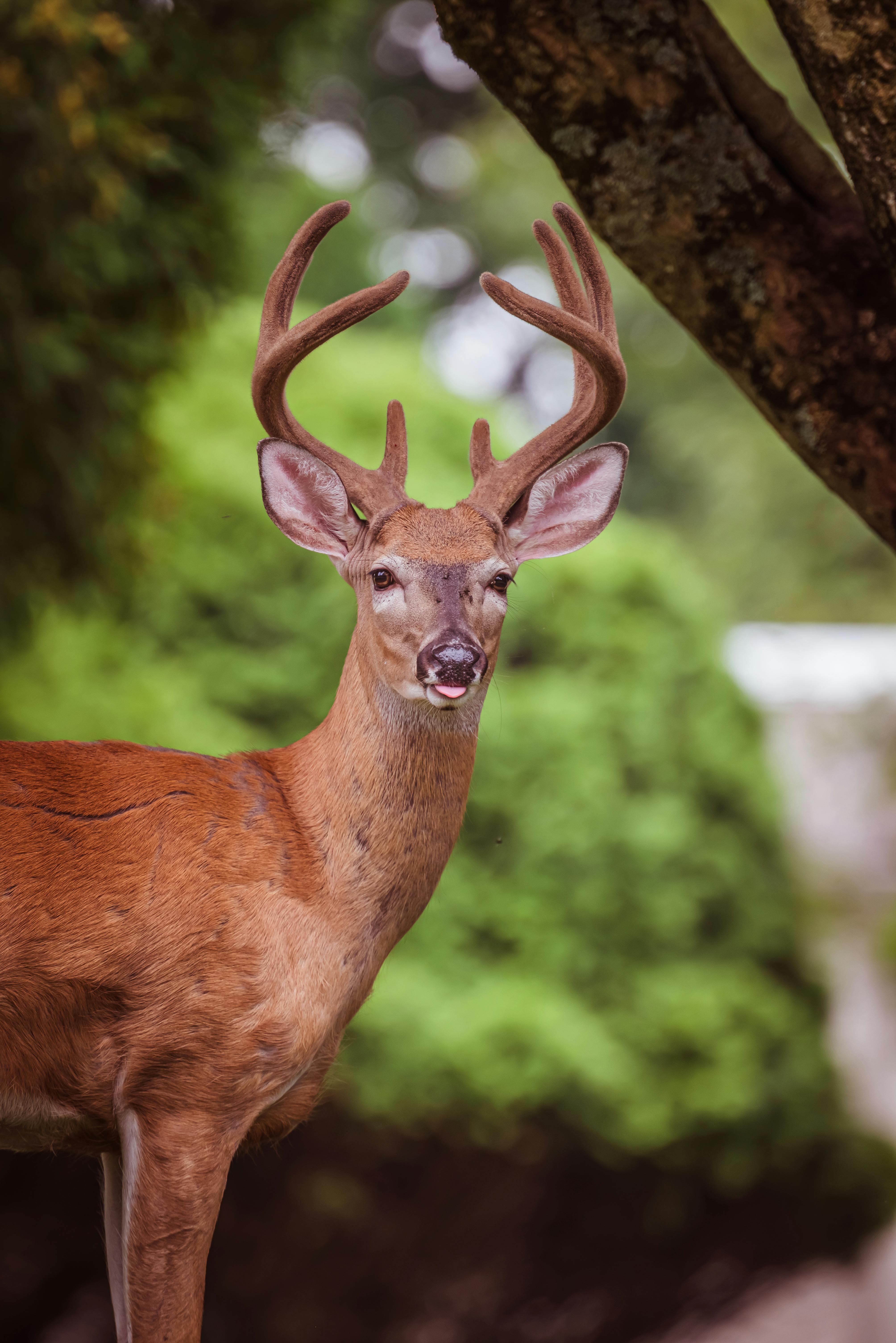Deer Looking Backwards · Free Stock Photo