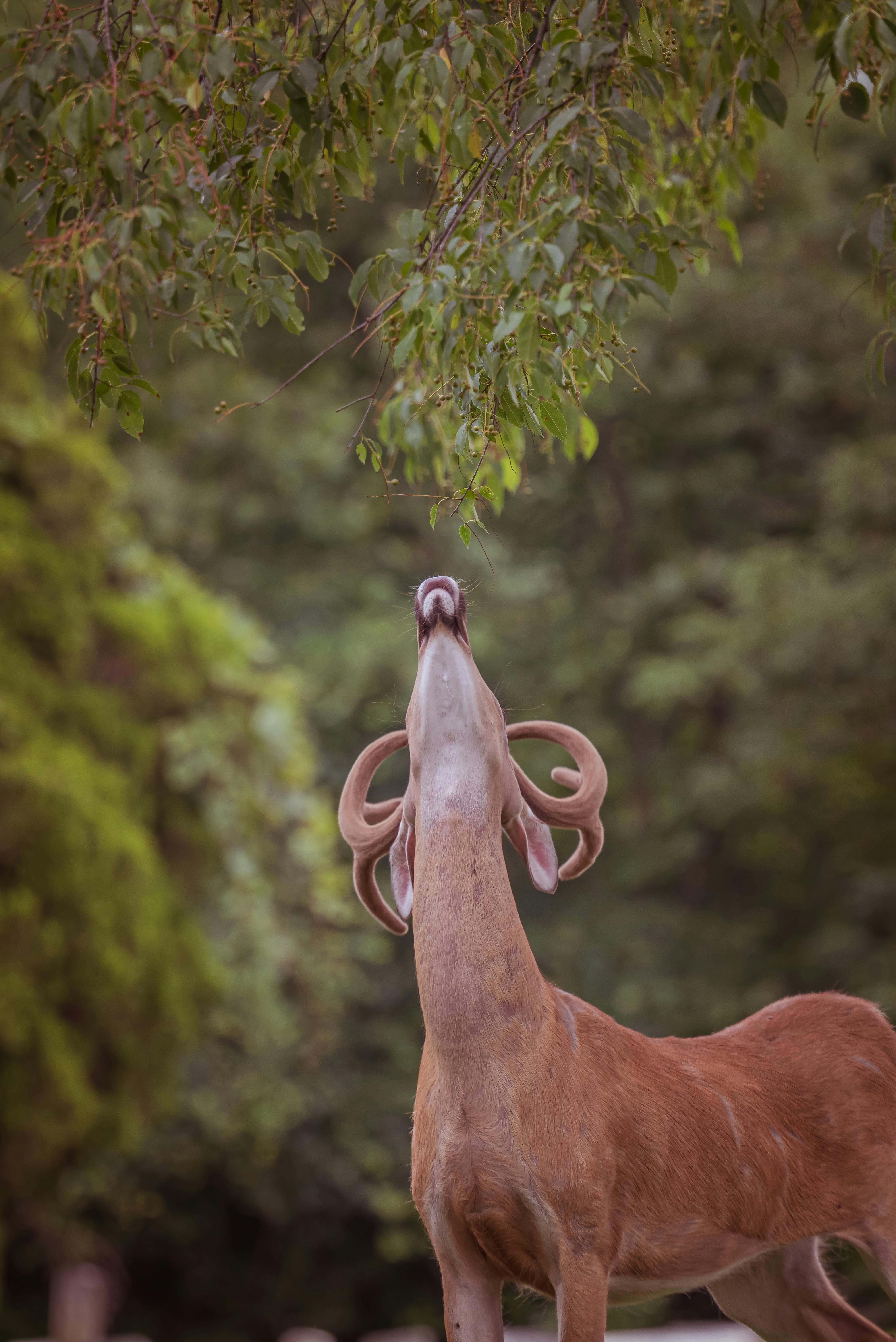 Tree Of Wisdom Photos, Download The BEST Free Tree Of Wisdom Stock ...