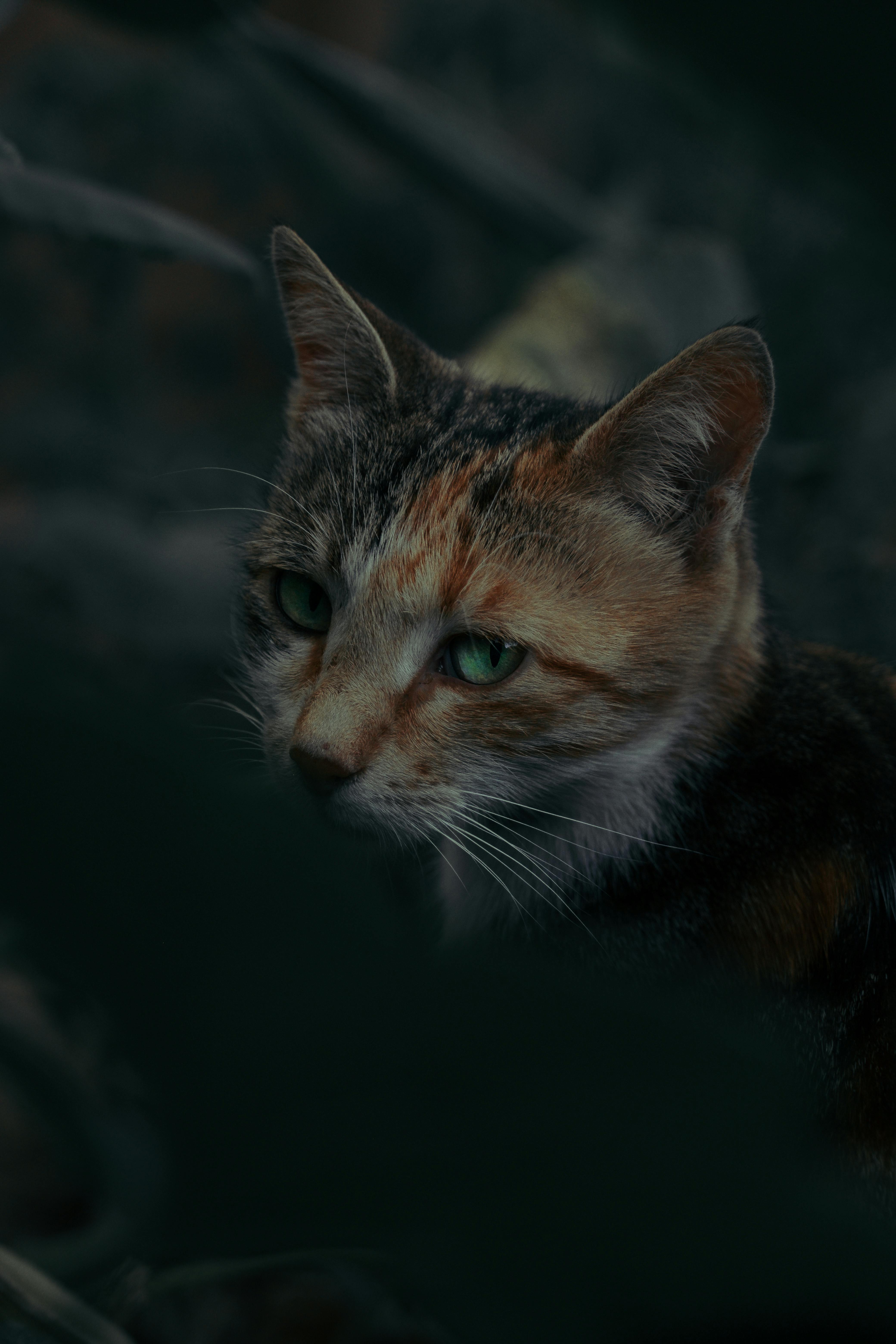 Kedi · Free Stock Photo