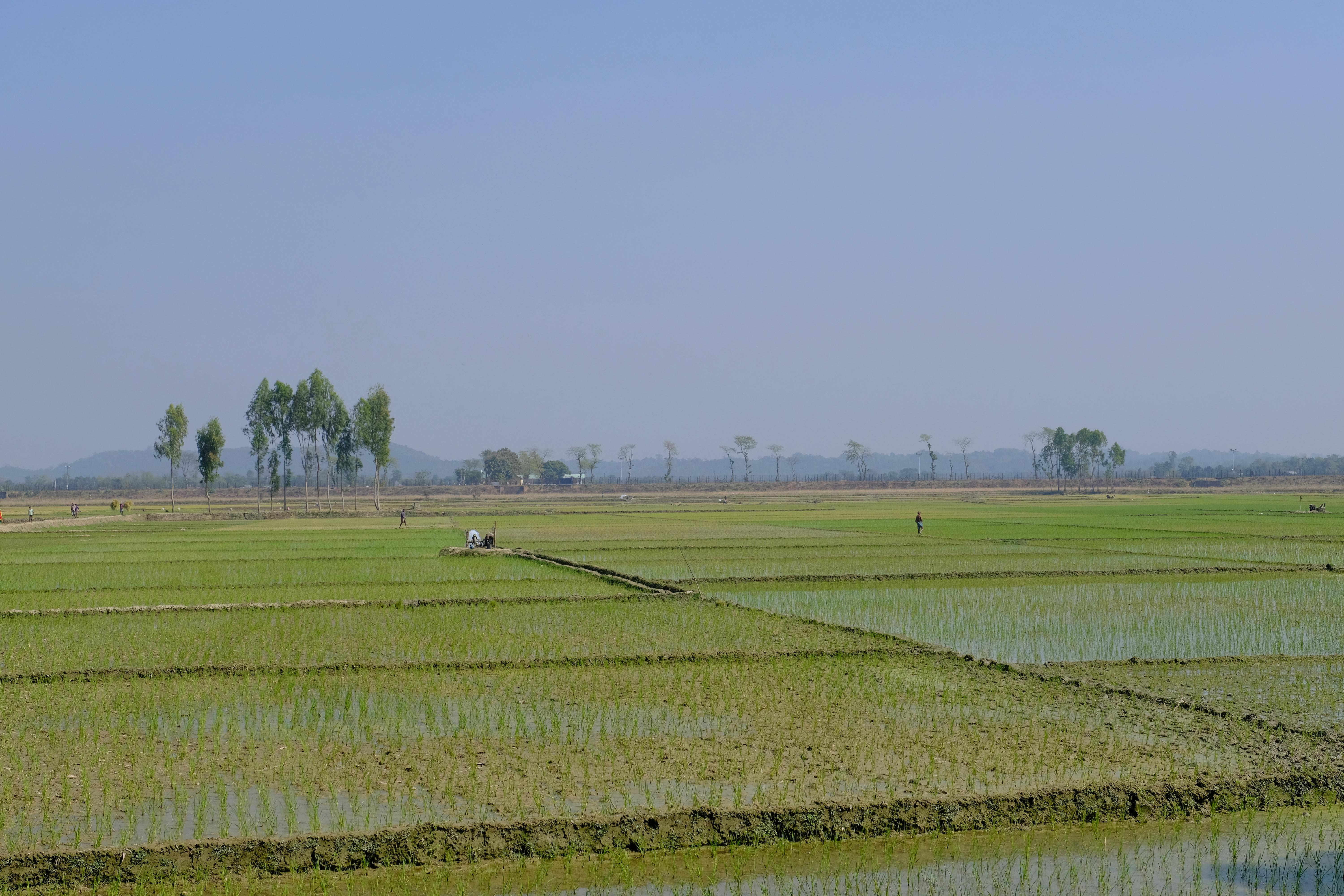 A Man Planting Rice · Free Stock Photo