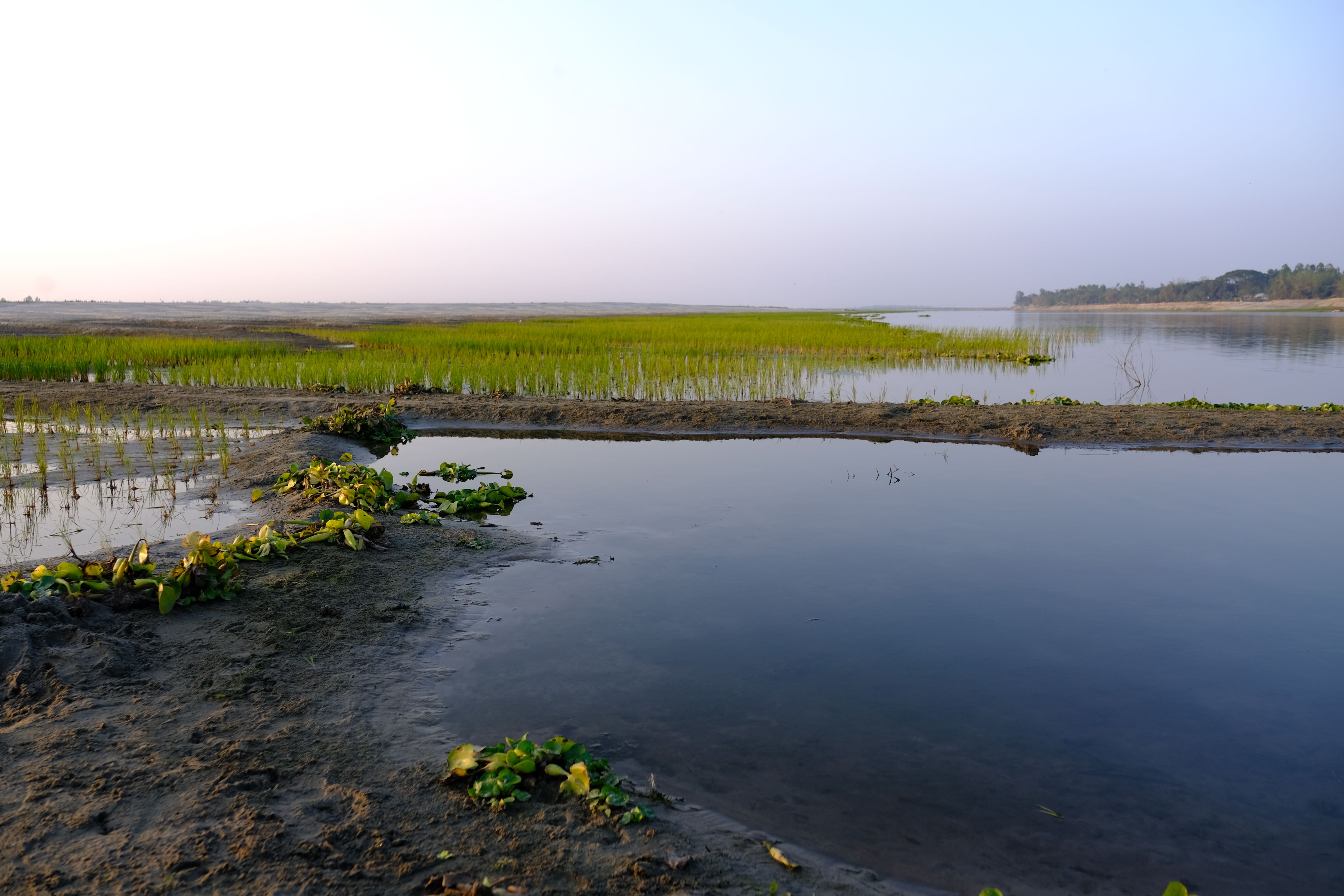 Field of Rice by River · Free Stock Photo