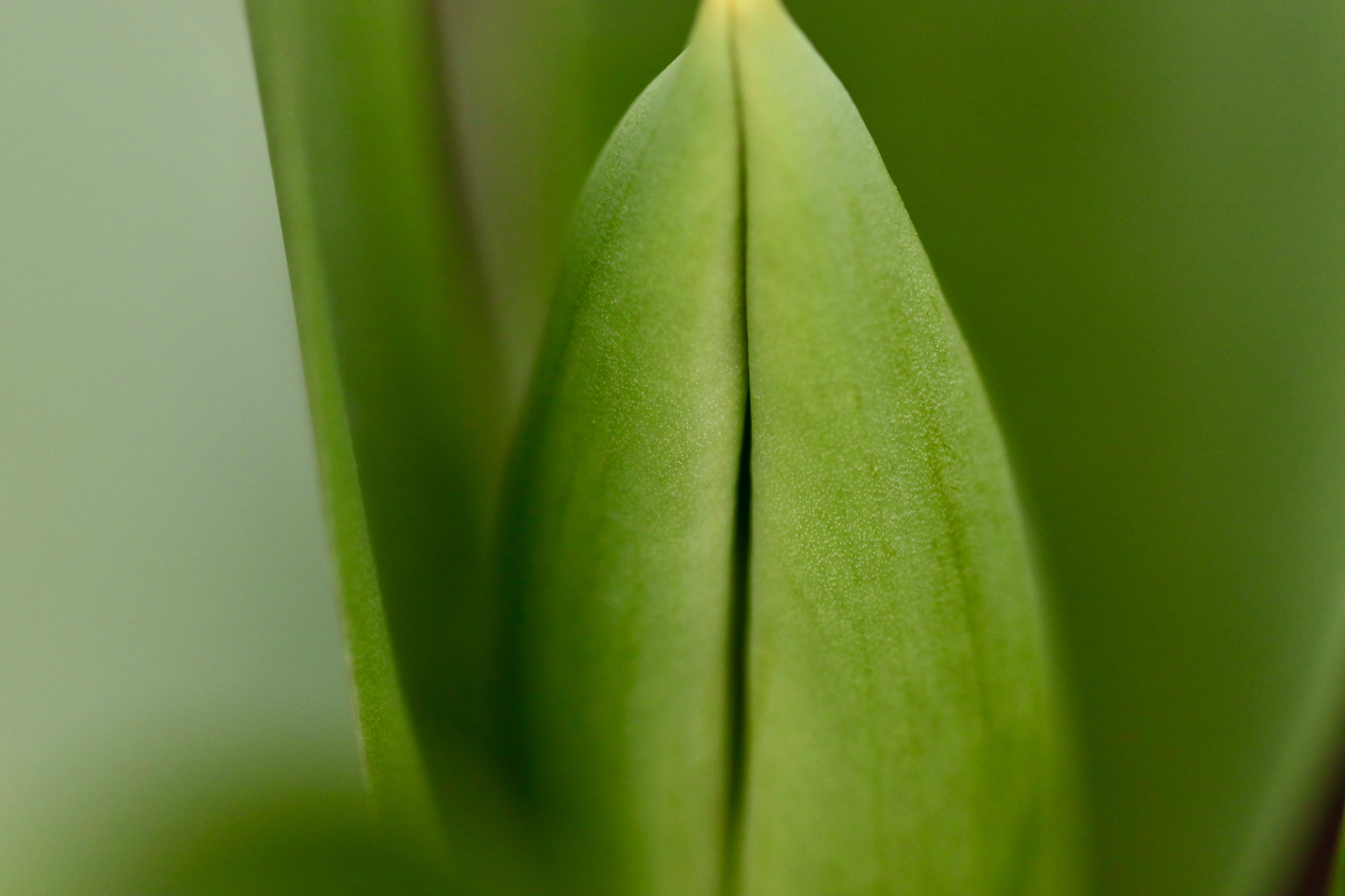 Green Bud of Tulip · Free Stock Photo