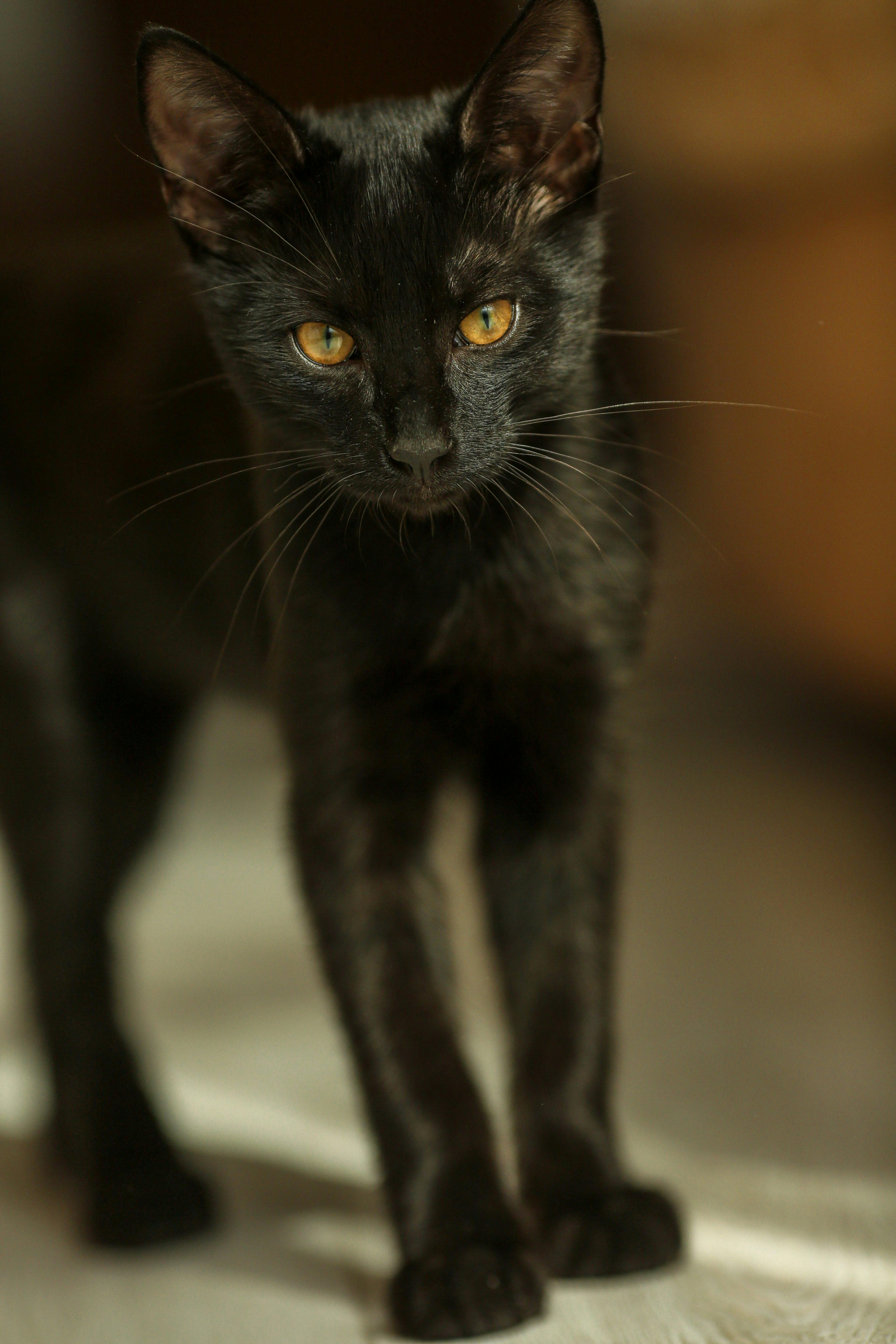 Black Downy Cat · Free Stock Photo