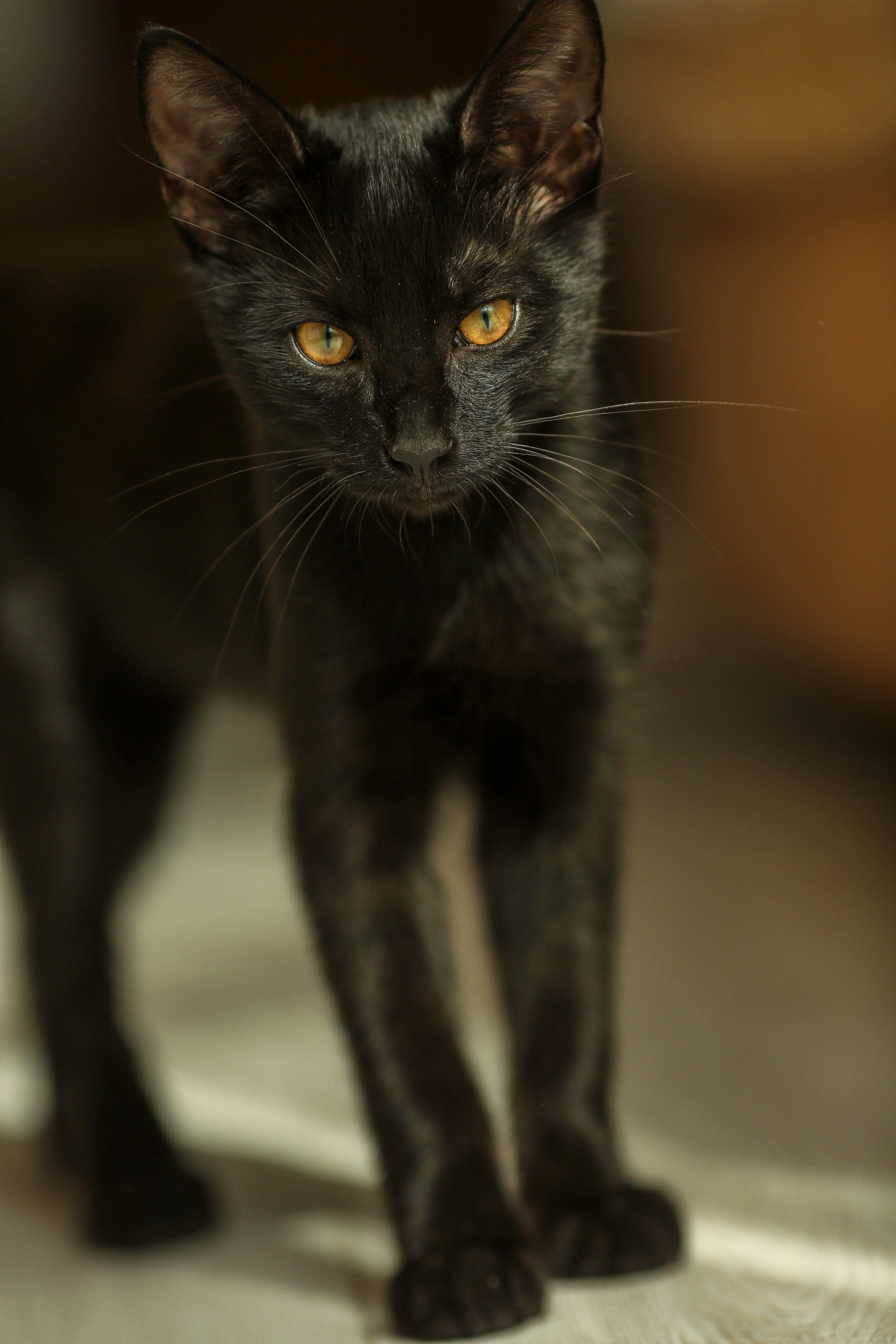 Cute Black Cat · Free Stock Photo