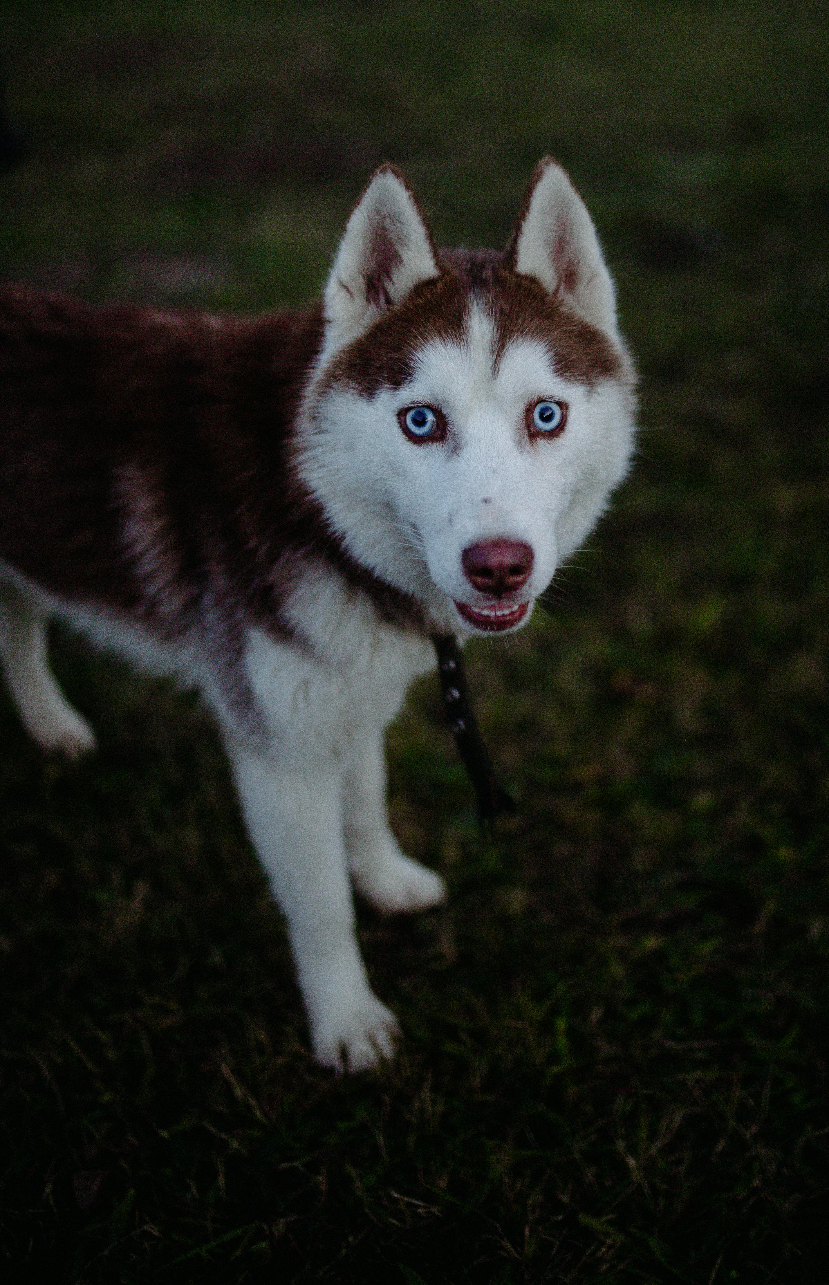 Dog Eye Color Photos, Download The BEST Free Dog Eye Color Stock Photos ...