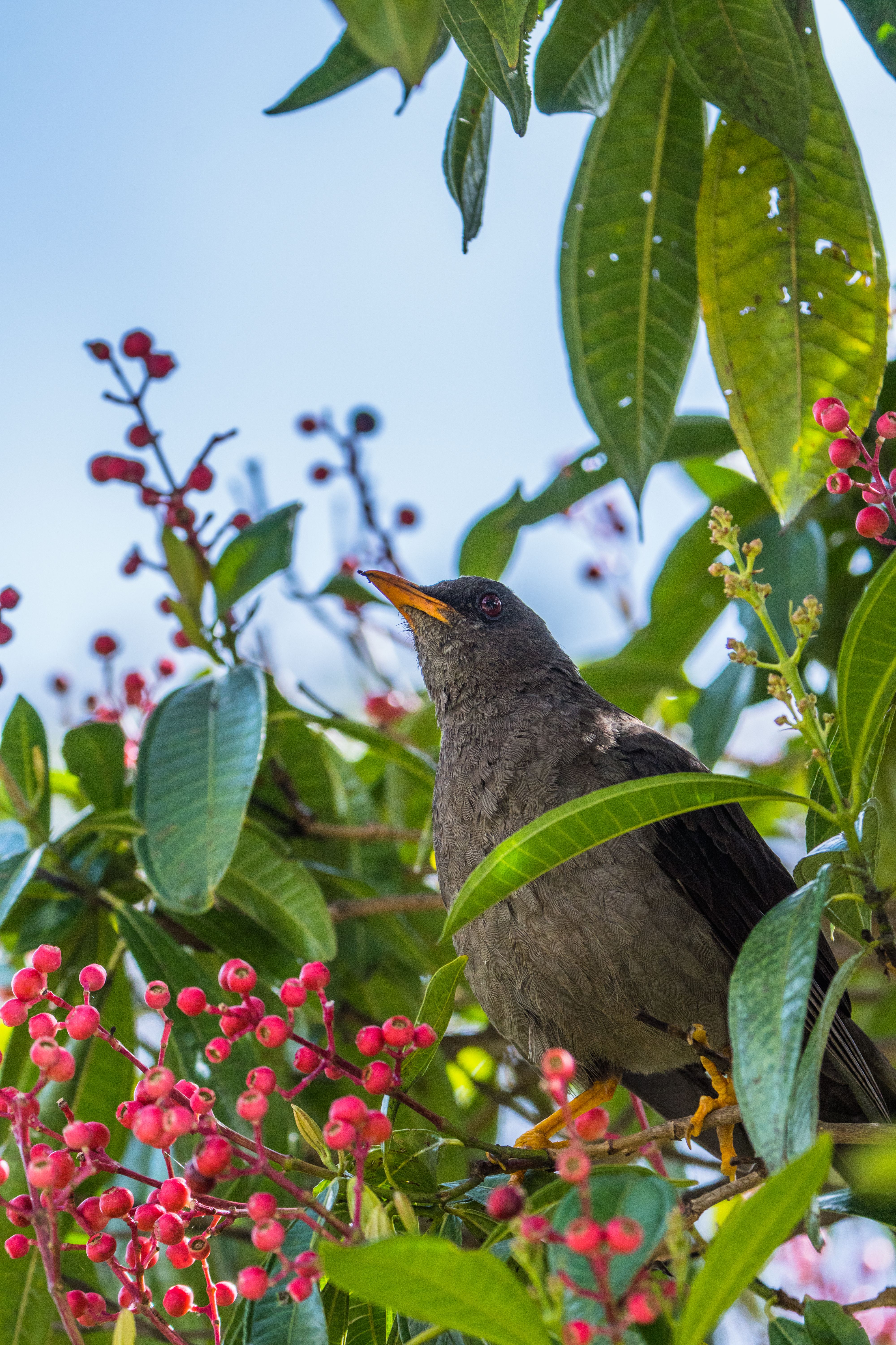 Bird among Leaves · Free Stock Photo