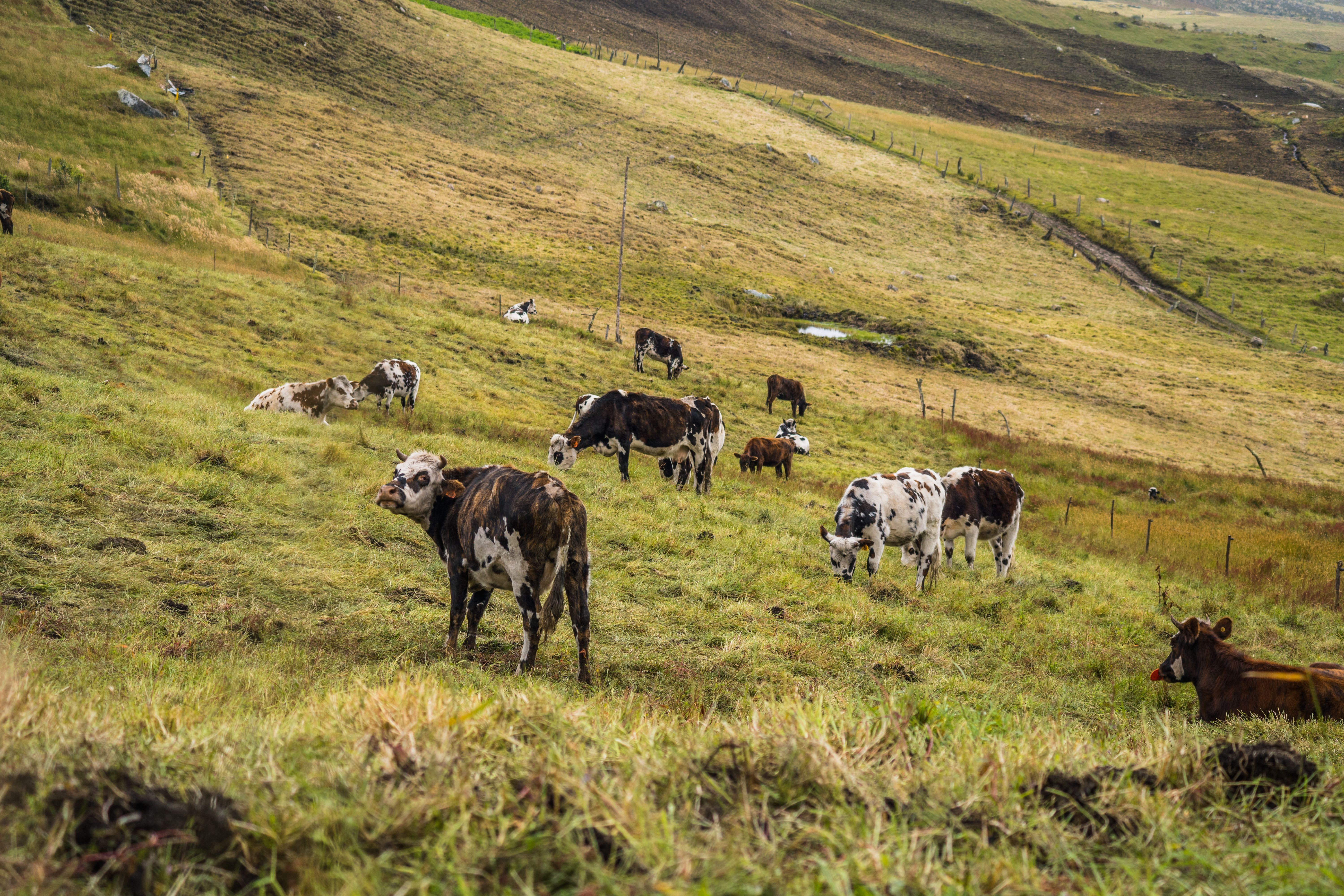 Agriculture In Colombia Photos, Download The BEST Free Agriculture In ...