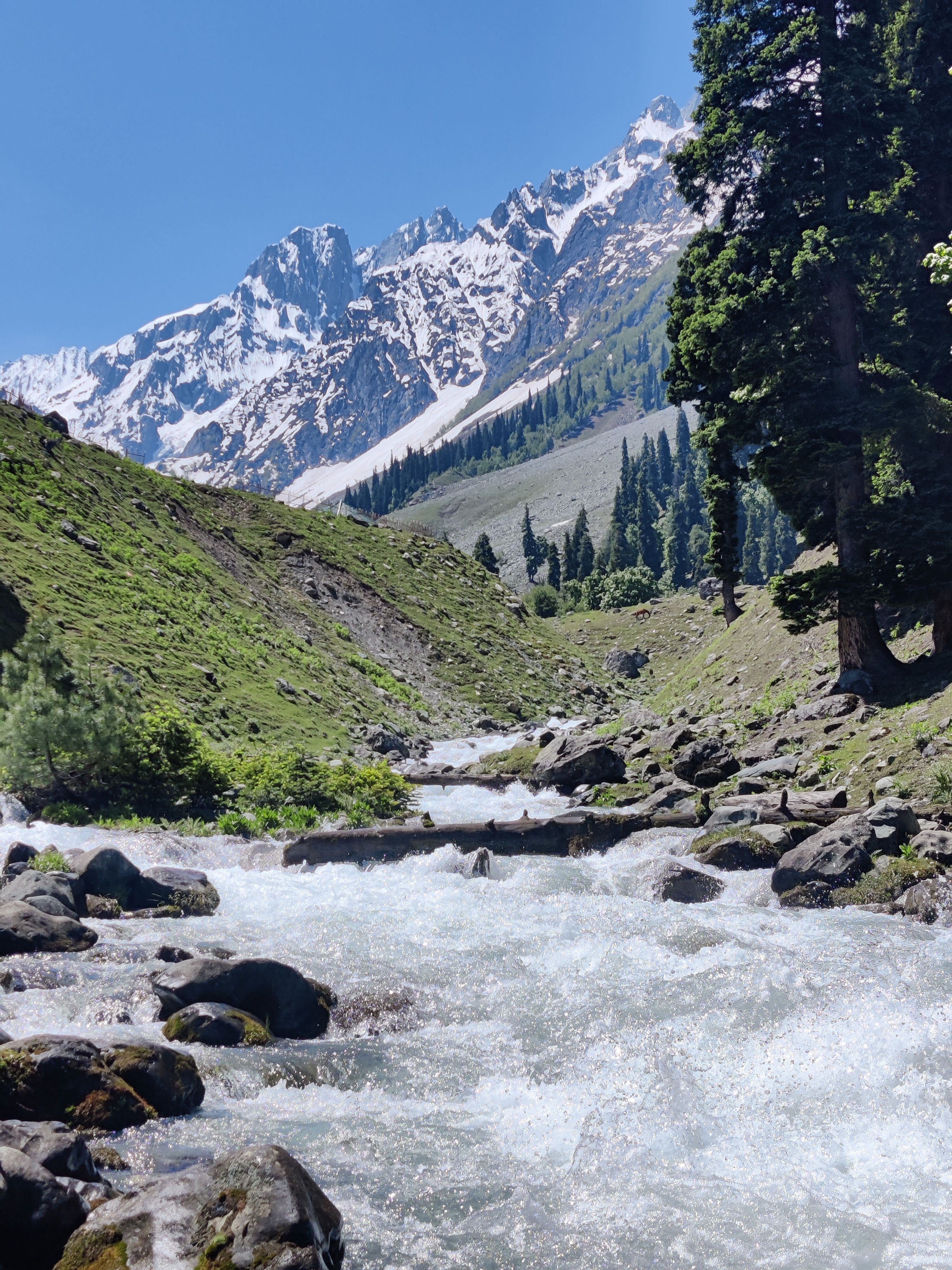 Stream in Valley in Mountains · Free Stock Photo