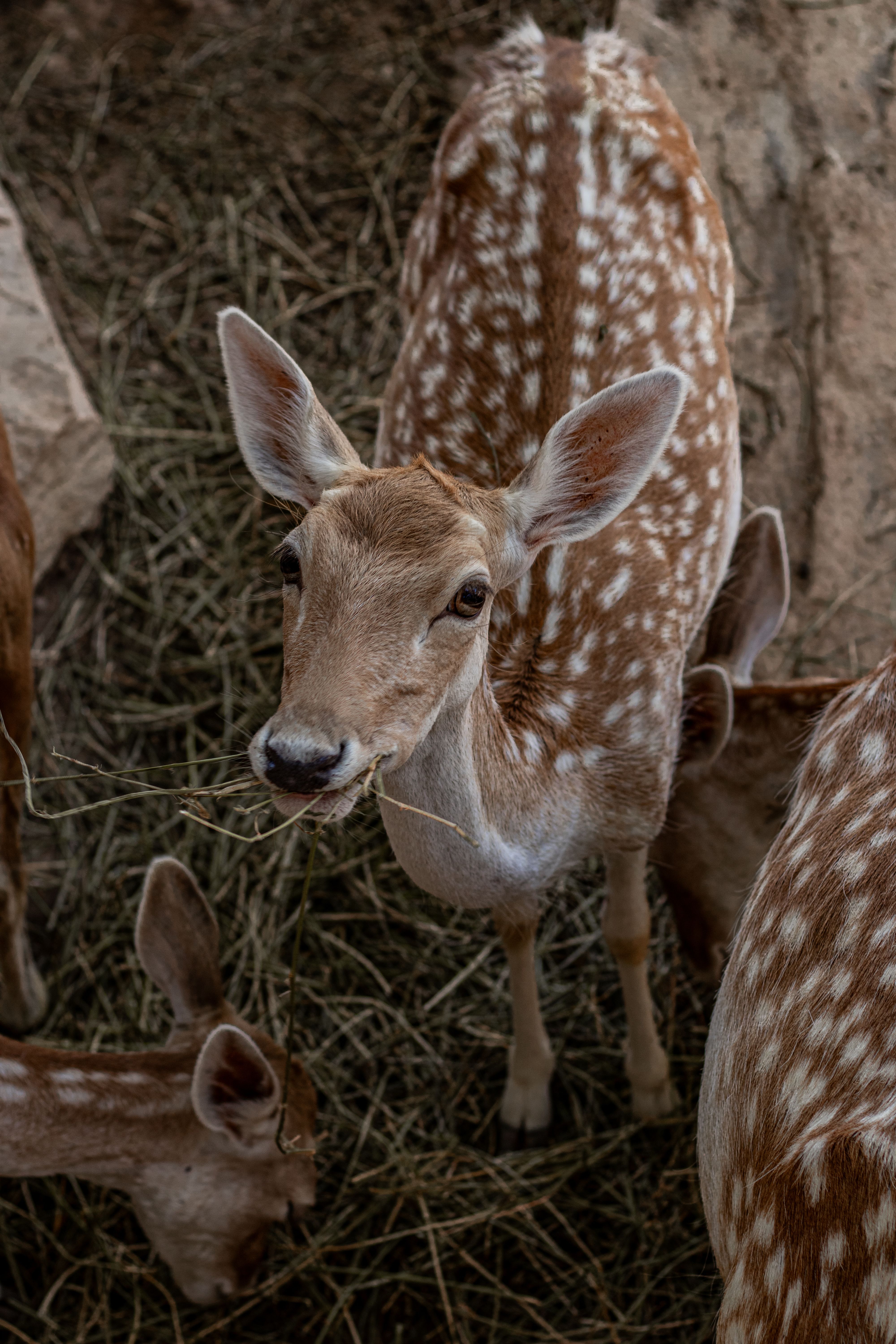 Tan Fawn in Grassy Area · Free Stock Photo