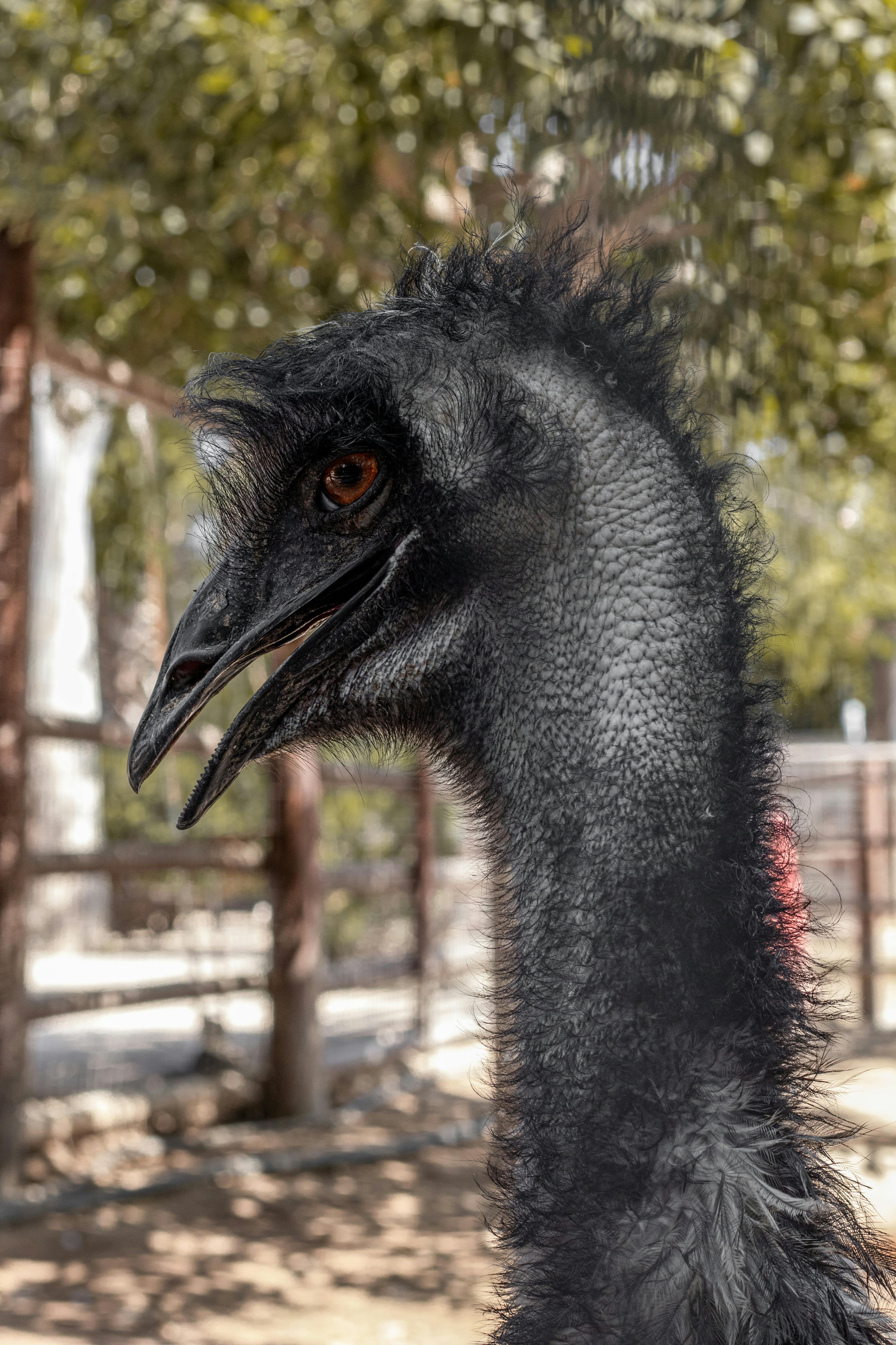 Portrait of Emu · Free Stock Photo
