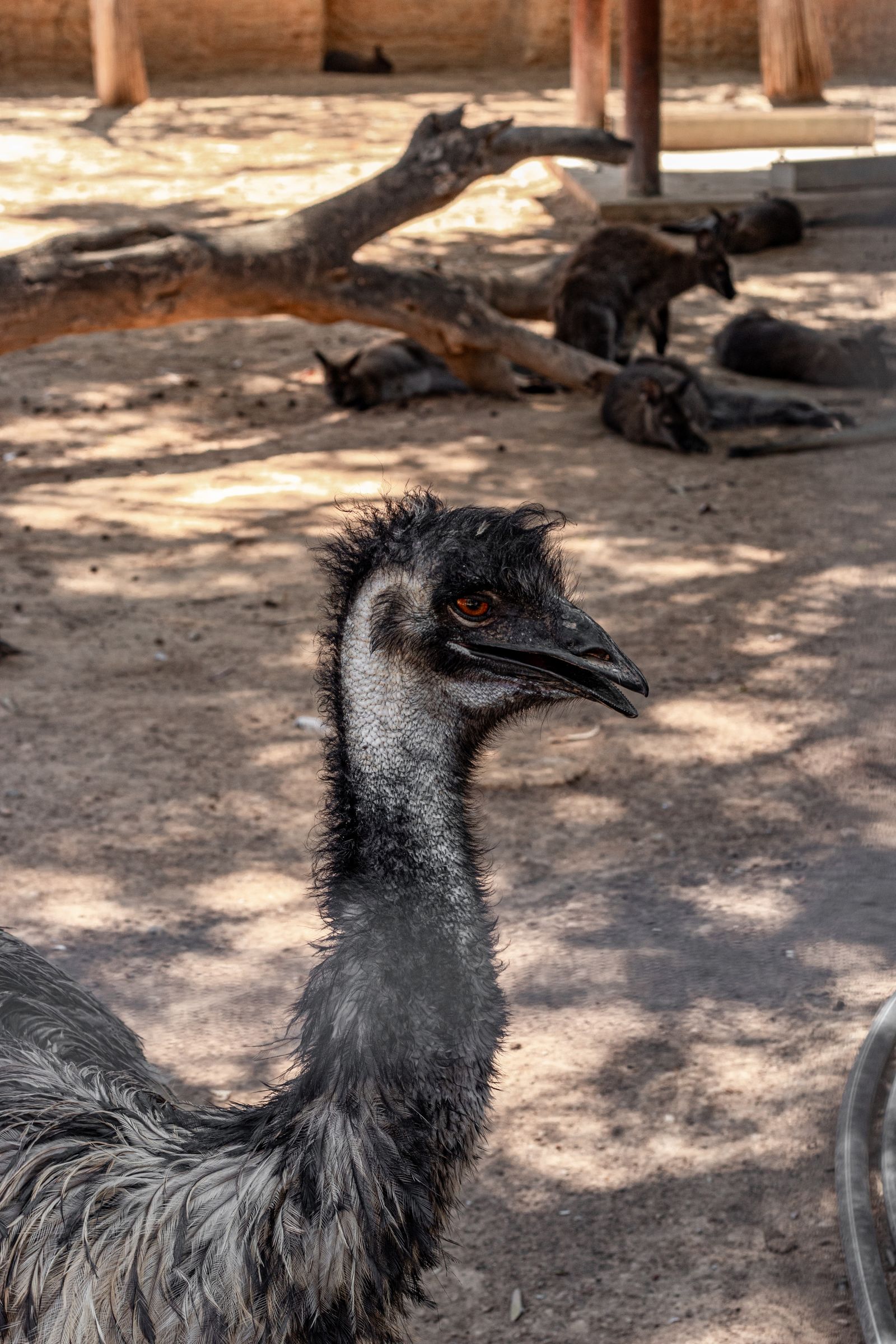 Zoo Animals Images Photos, Download The BEST Free Zoo Animals Images ...