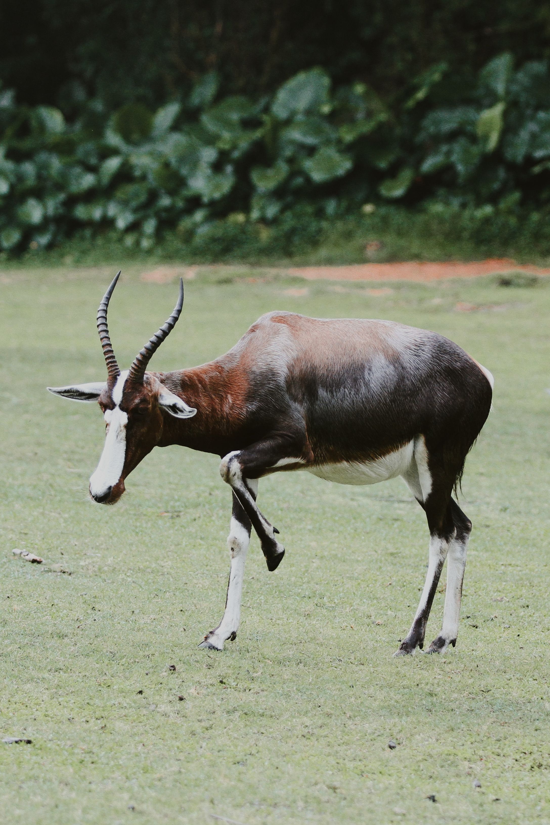 A Blesbok on a Grass Field · Free Stock Photo