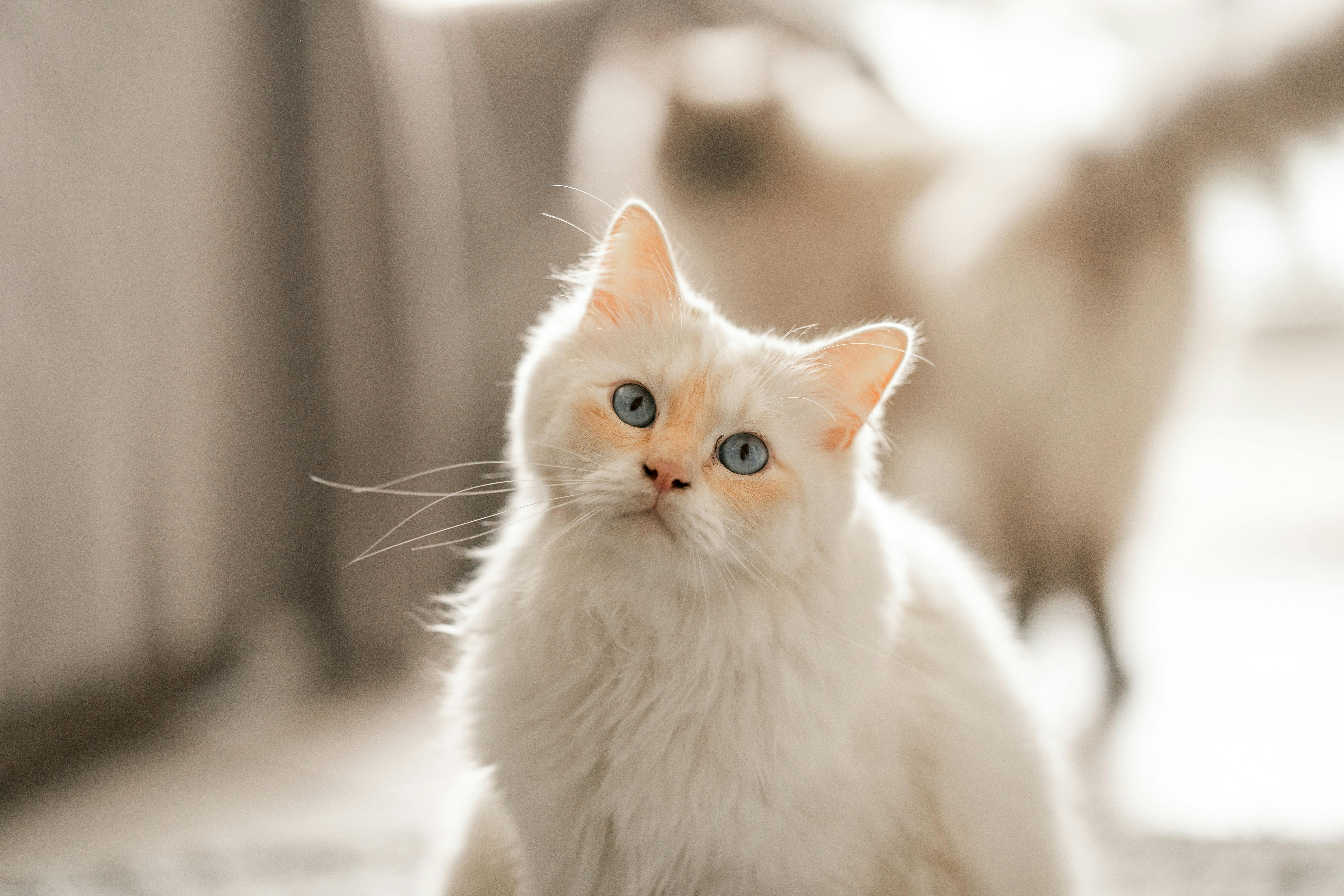 Photography Of White Cat · Free Stock Photo